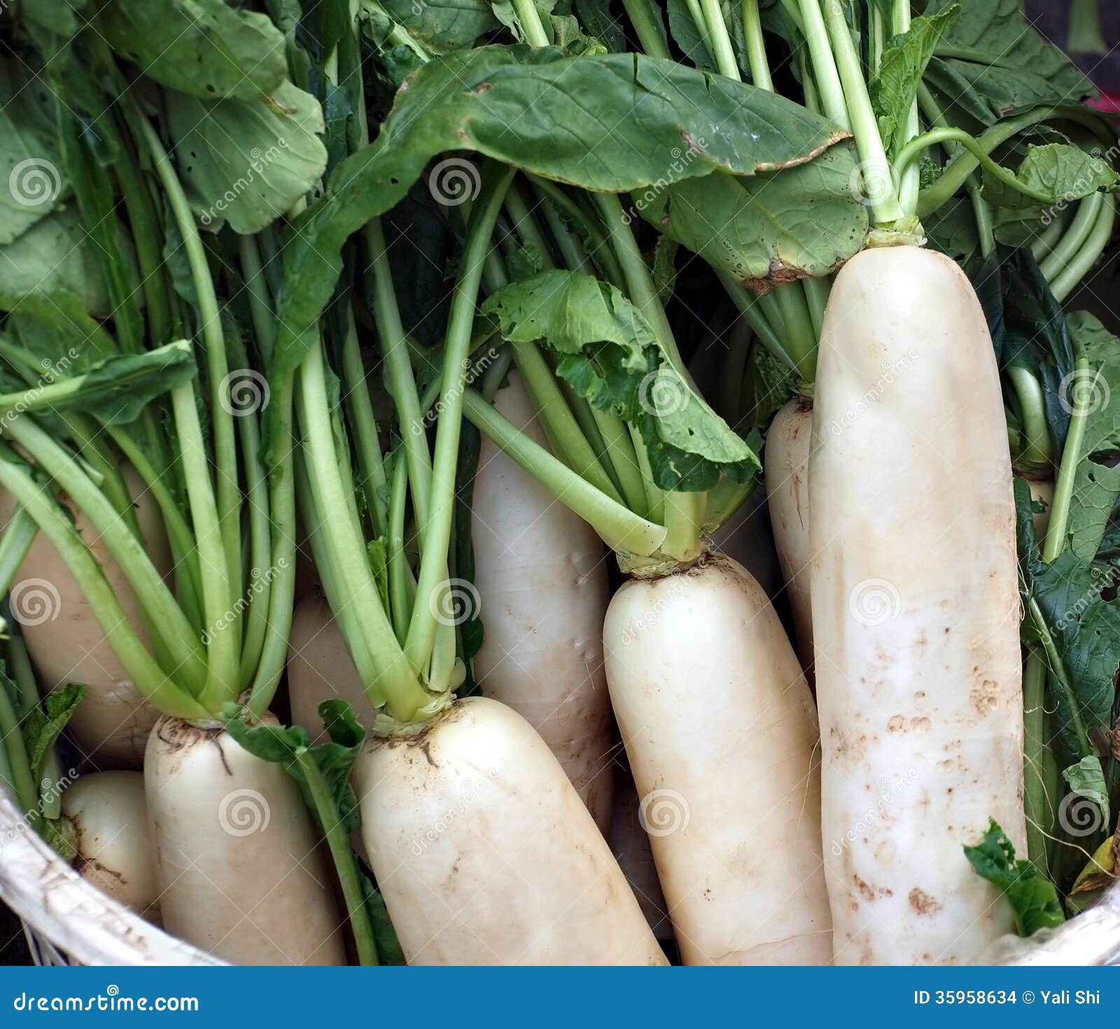 Grote Witte Radijzen of Daikon Stock Foto - Image of wortel, opbrengst ...