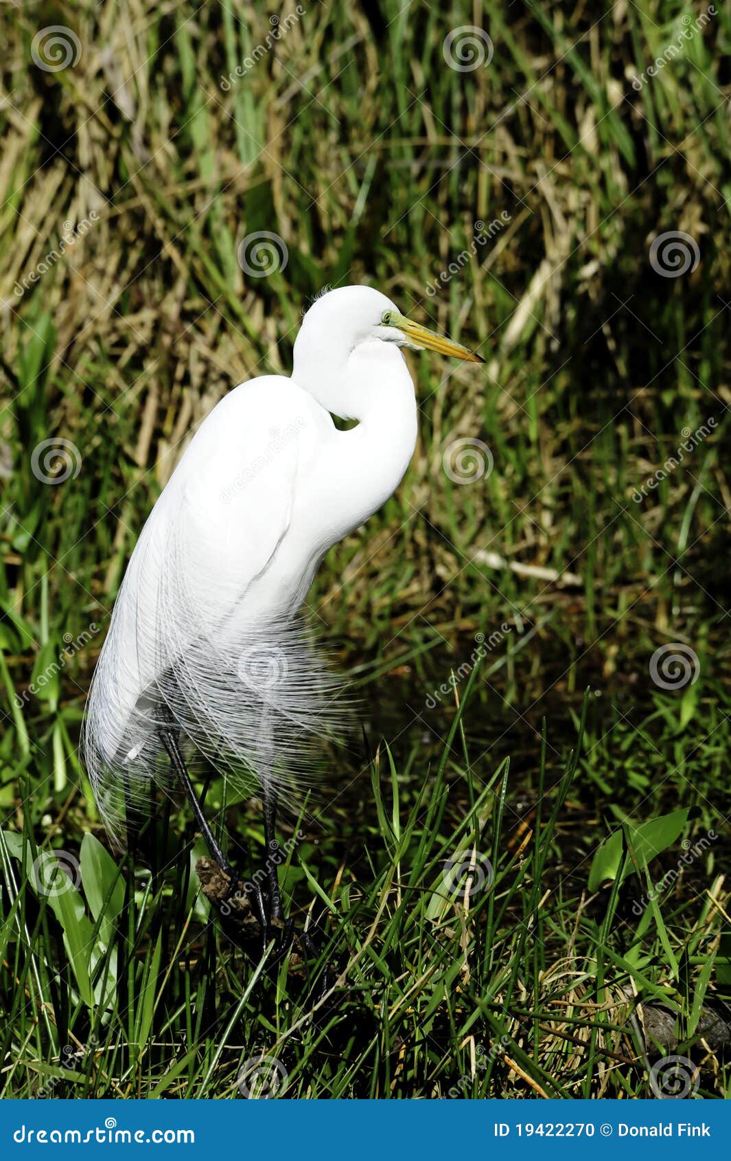 Grote witte reiger stock foto. Image of reiger, blazen - 19422270