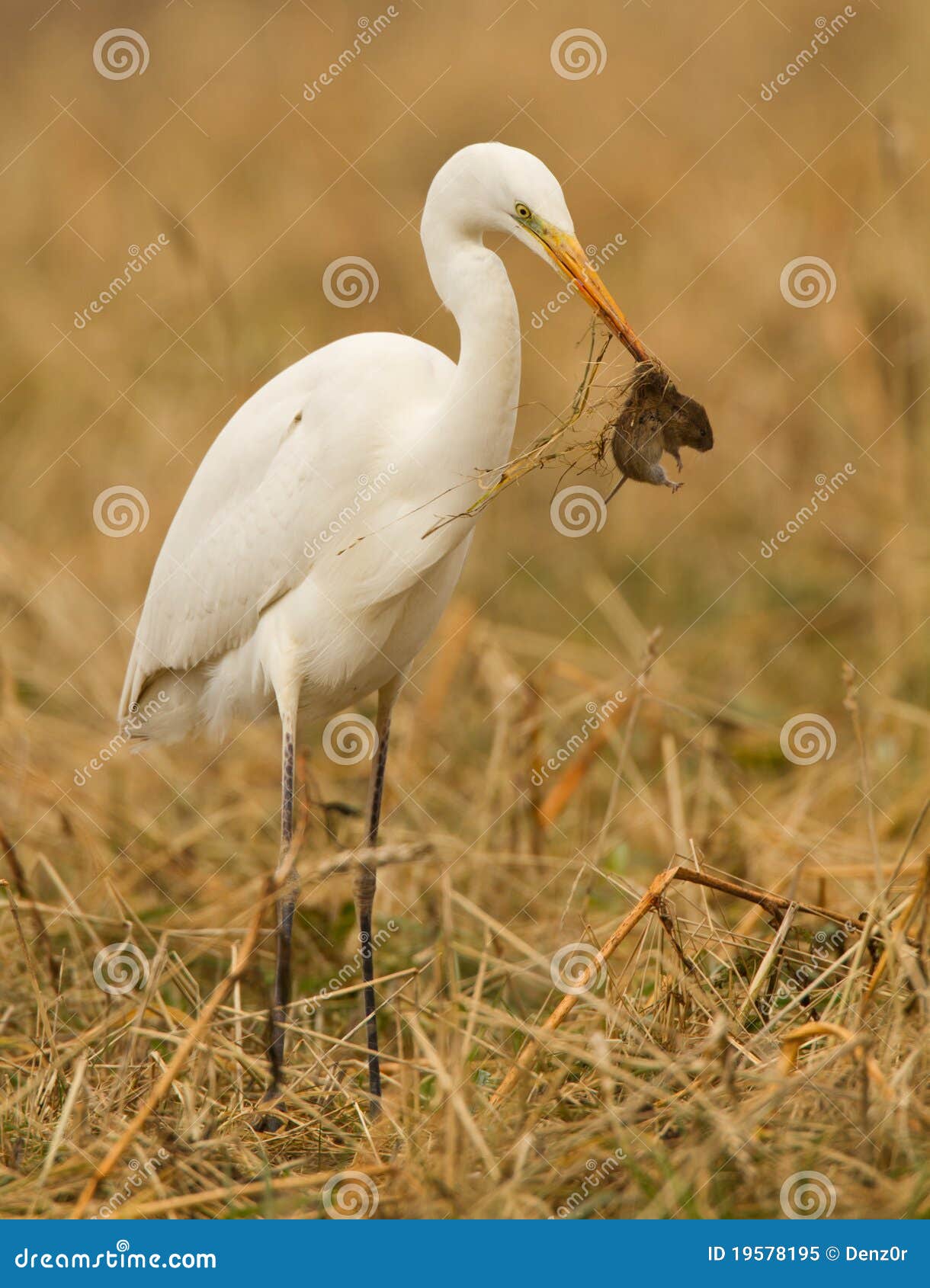 Grote witte reiger stock afbeelding. Image of vogel, prooi - 19578195