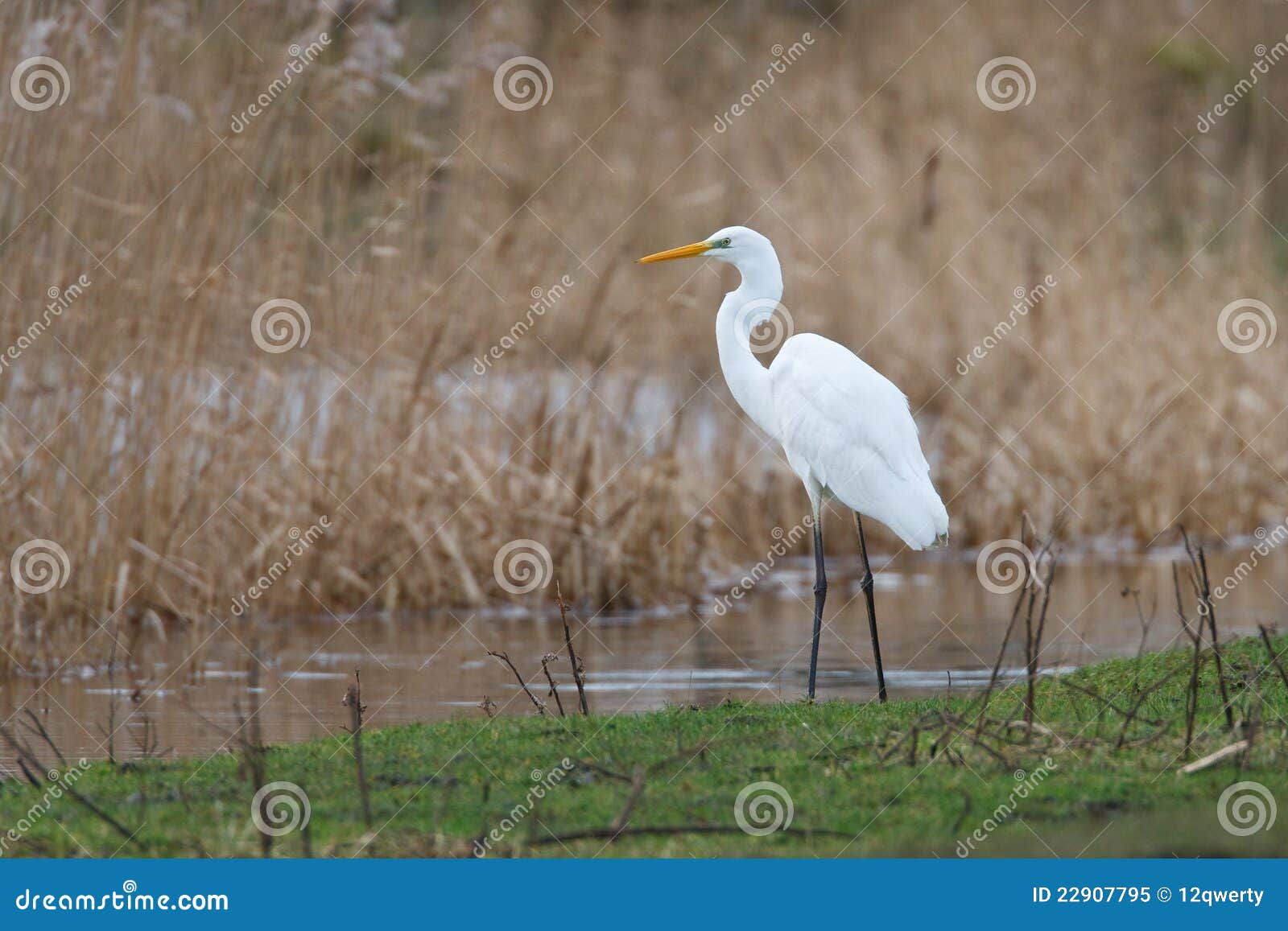 Grote witte reiger stock afbeelding. Image of groot, vogel - 22907795