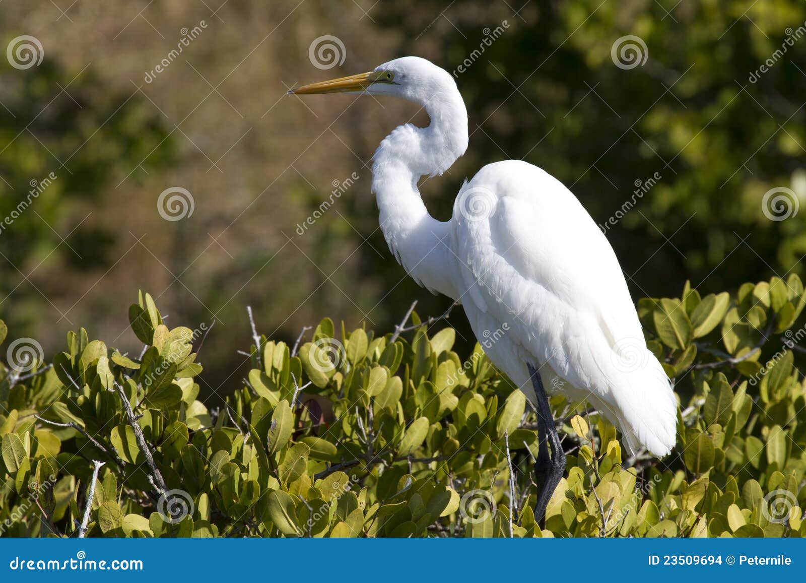 Grote witte reiger stock foto. Image of vooruitzicht - 23509694