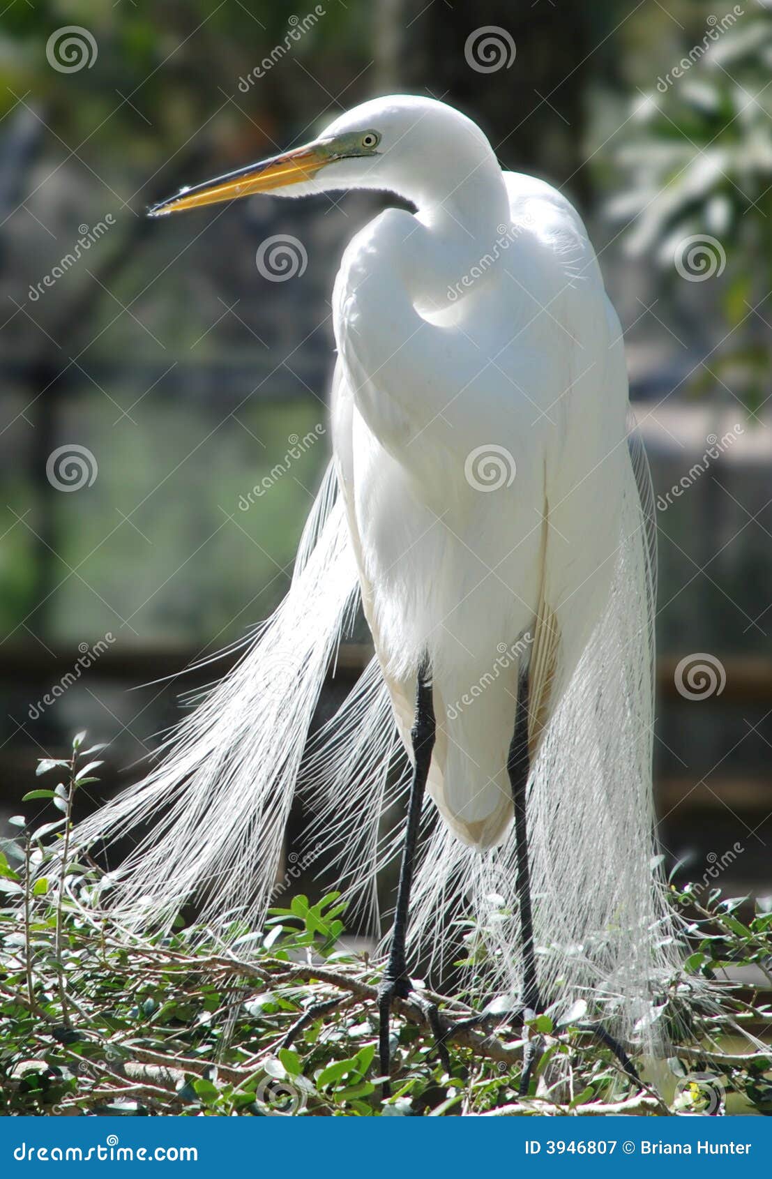 Grote Witte Reiger stock afbeelding. Image of kraan, hemel - 3946807