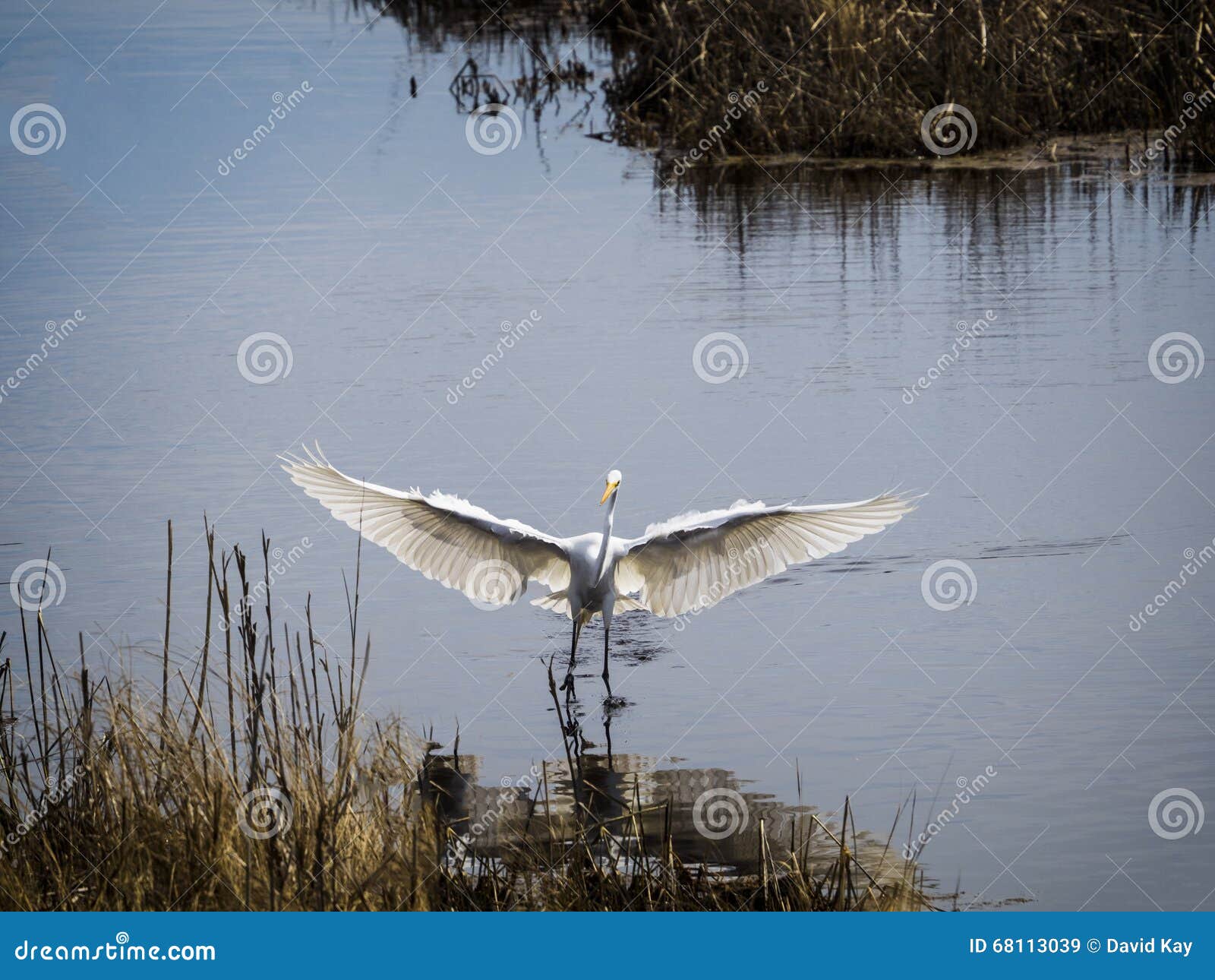 Grote Witte Reiger stock afbeelding. Image of vogel, water - 68113039