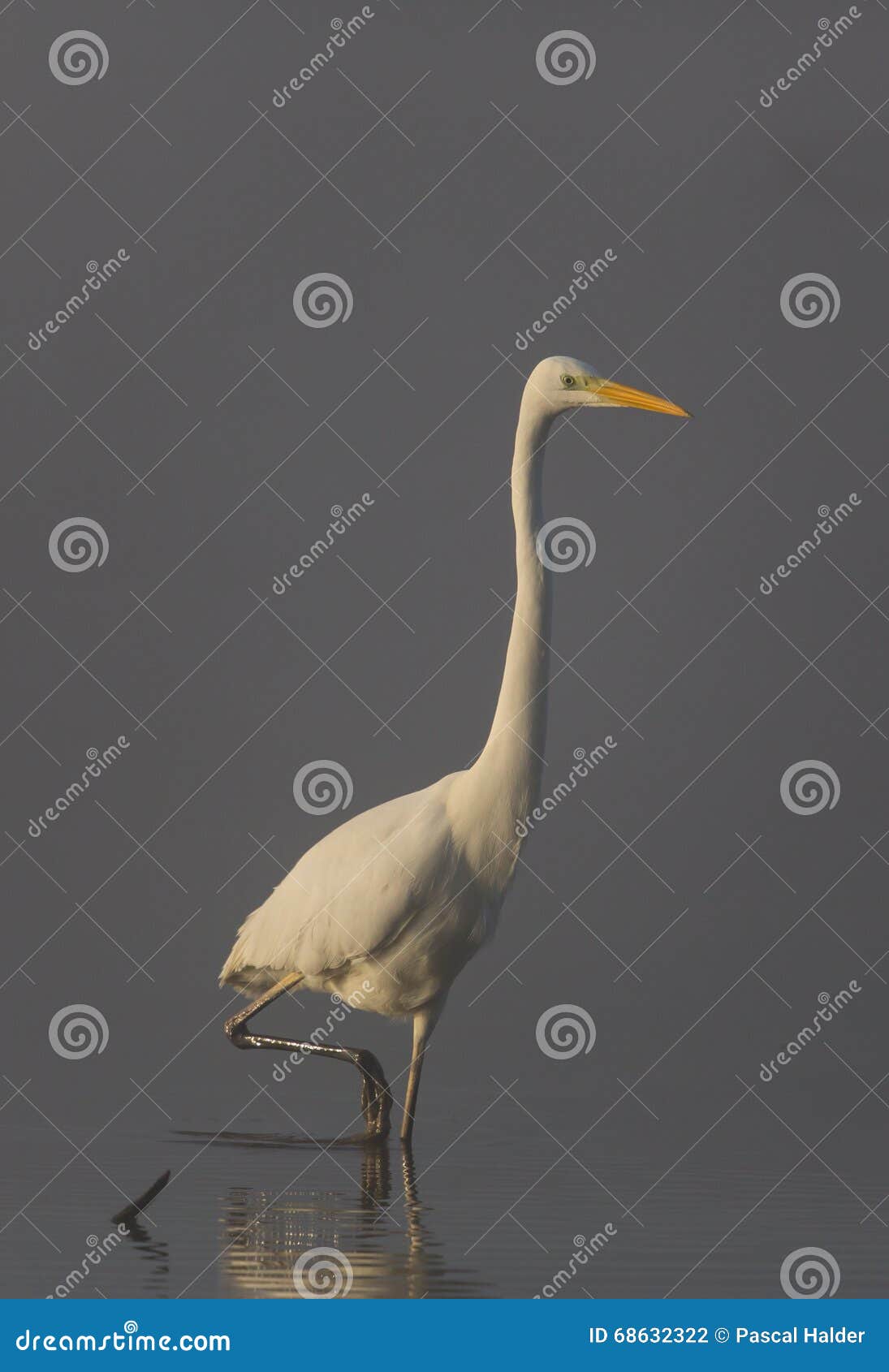 Grote Witte Reiger (Alba Egretta) Stock Foto - Image of kruid, status ...