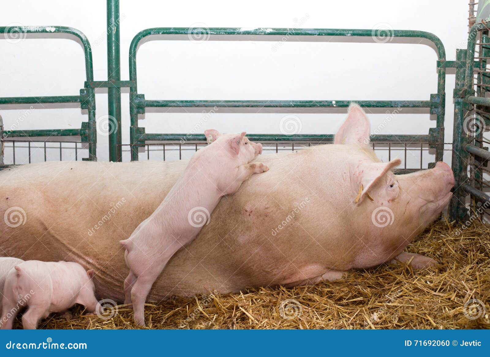Grote Witte Varkens Whith Biggetjes in Pen Stock Foto - Image of ...
