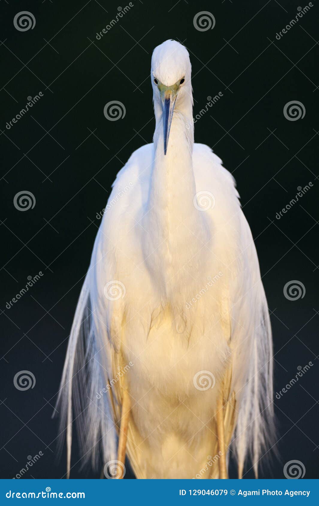 Grote Zilverreiger, Great Egret, Egretta Alba Stock Image - Image of ...