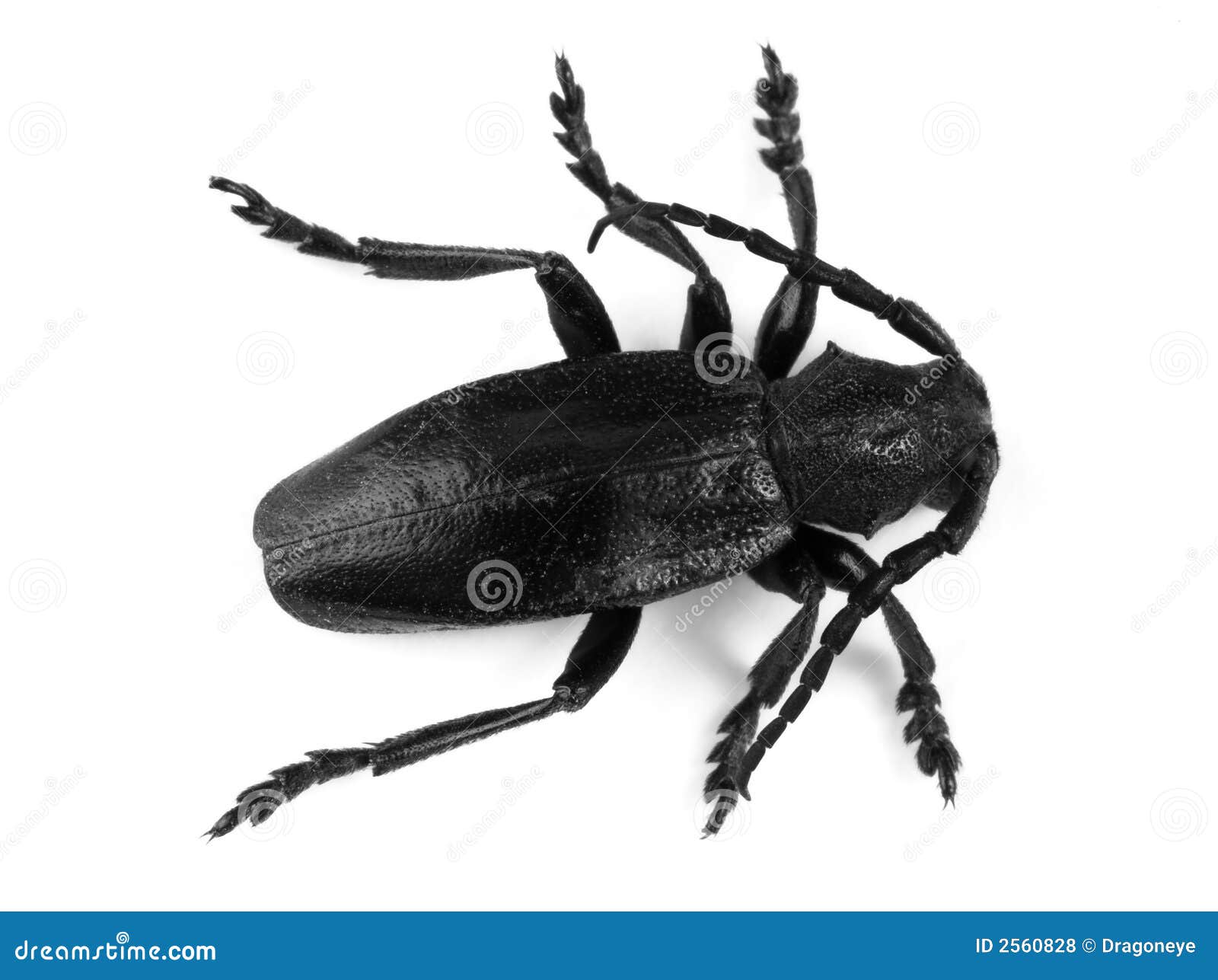 Grote zwarte kever op wit stock foto. Image of groot, been - 2560828