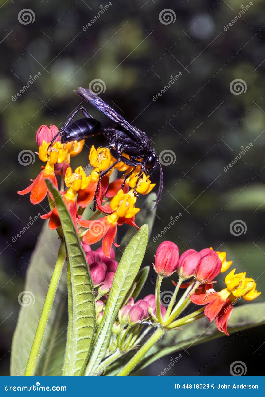 Grote Zwarte Wesp -- Sphexpennsylvanicus Stock Foto - Image of insect ...