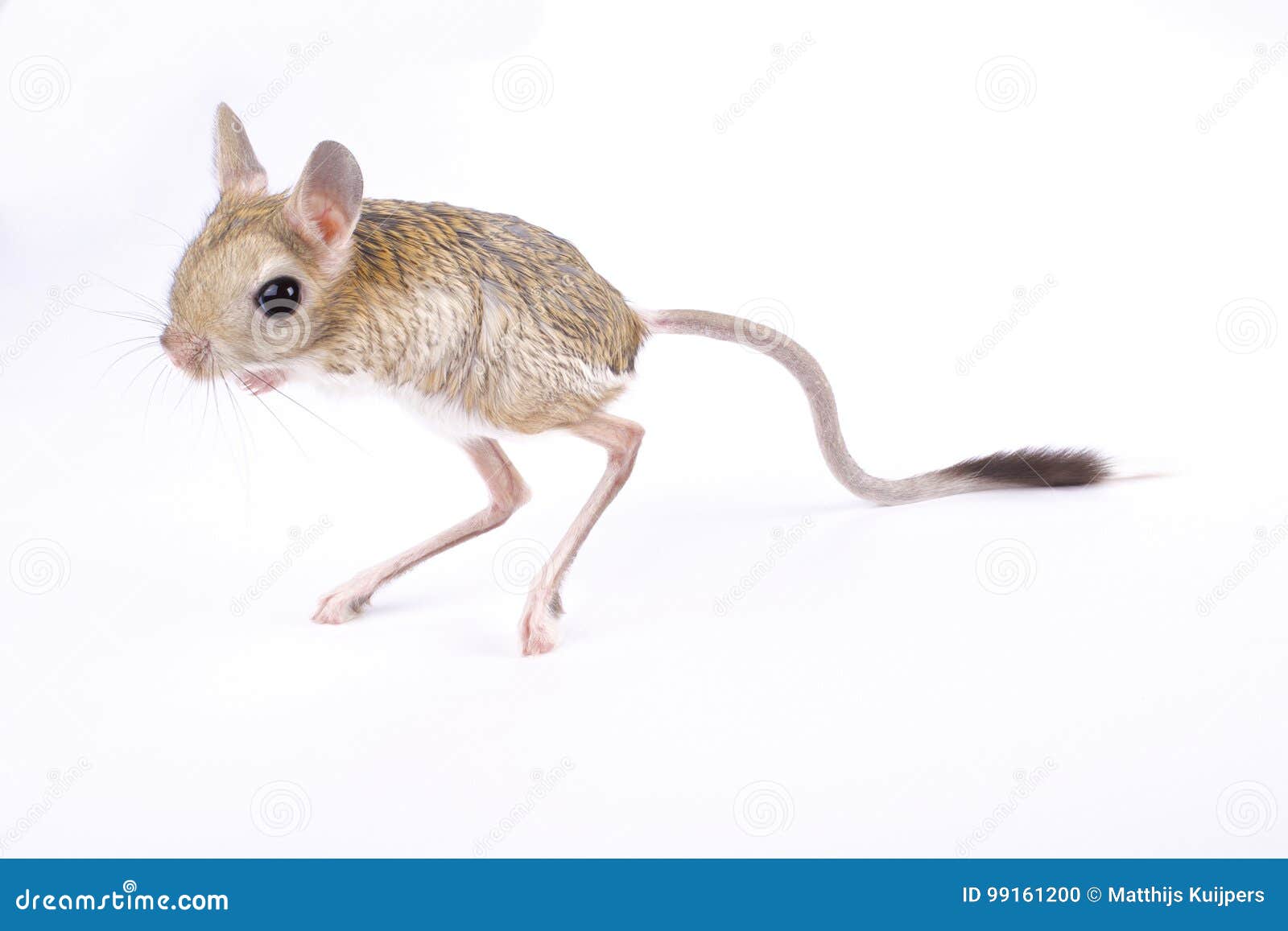 Grotere Egyptische Springmuis, Jaculus-orientalis Stock Foto ...