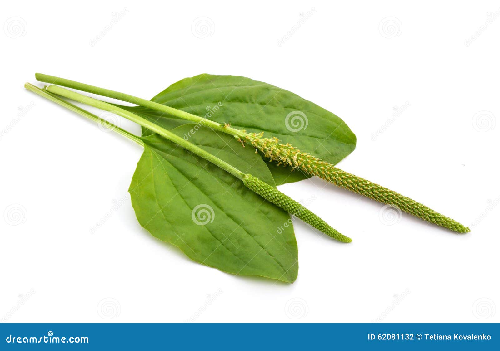 Grotere Weegbree, Plantago-majoor of Stock Foto - Image of ...
