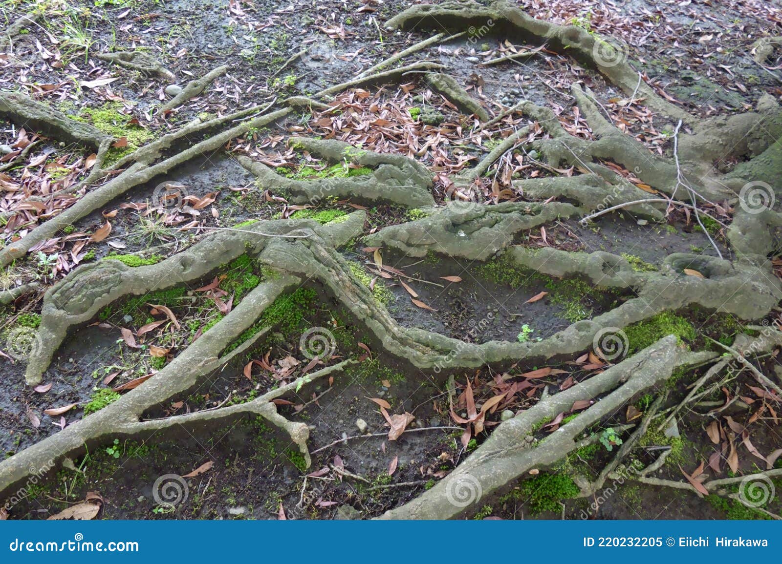 The Roots of a Giant Tree that Crawls on the Ground Stock Image - Image ...