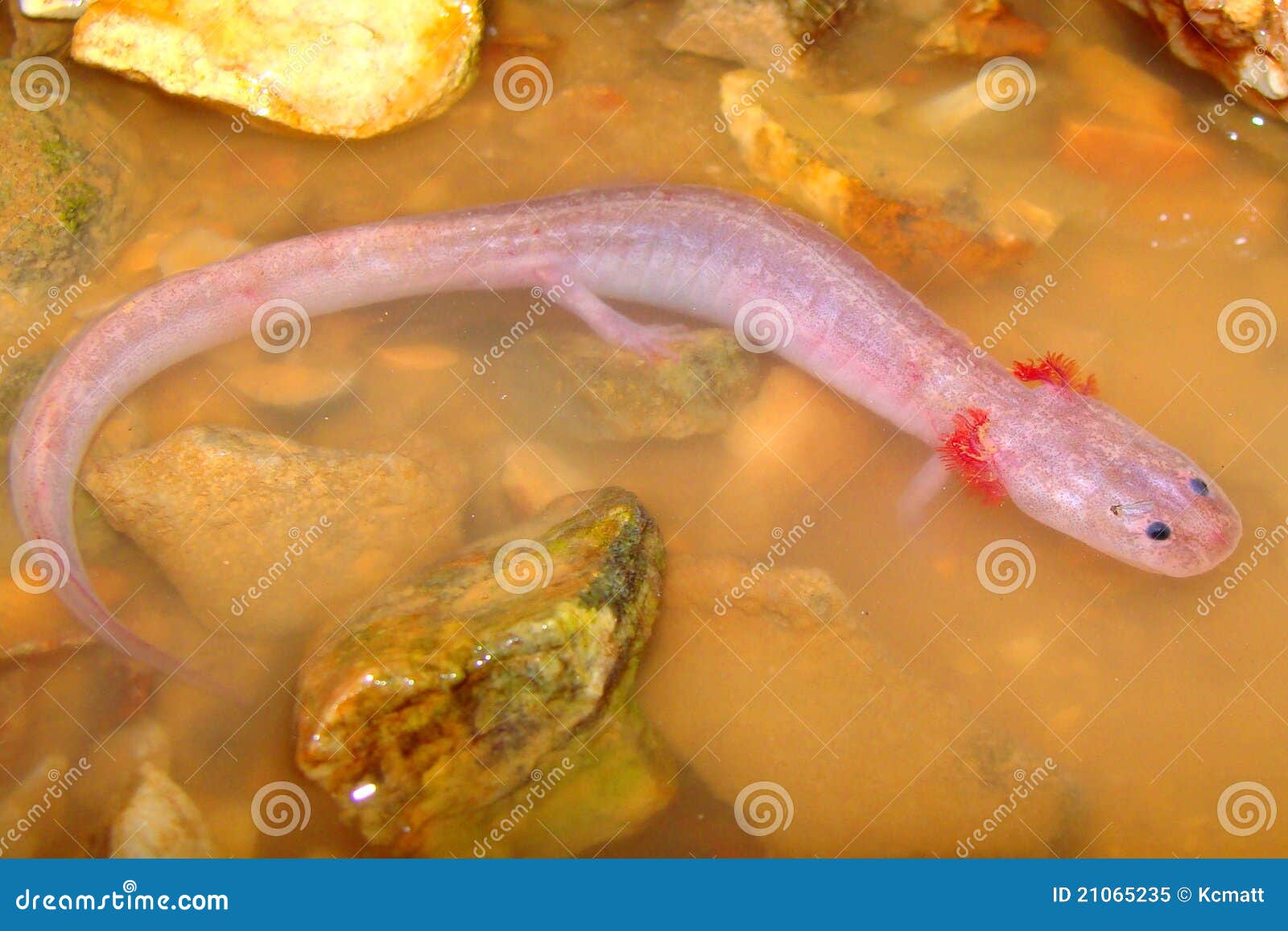 Grotto Salamander, Eurycea Spelaea Stock Image - Image of spelaea ...