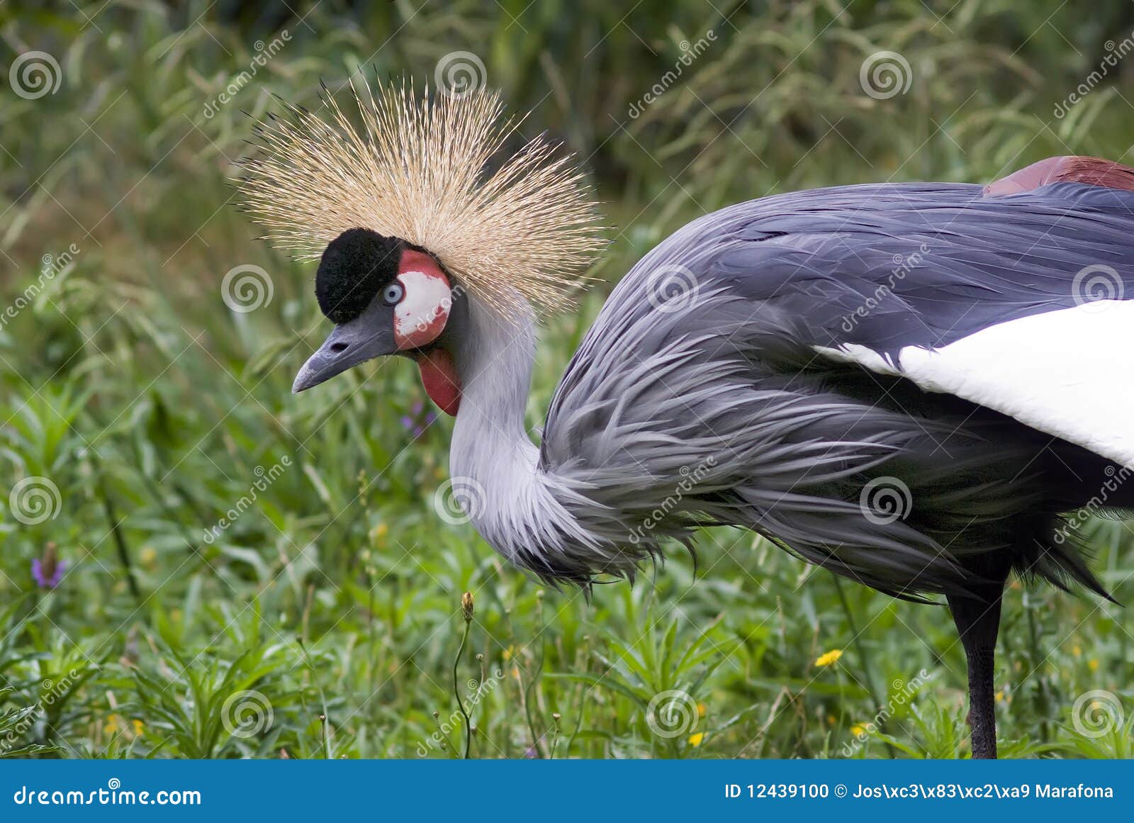 Grou stock photo. Image of feathered, beak, peacock, african - 12439100
