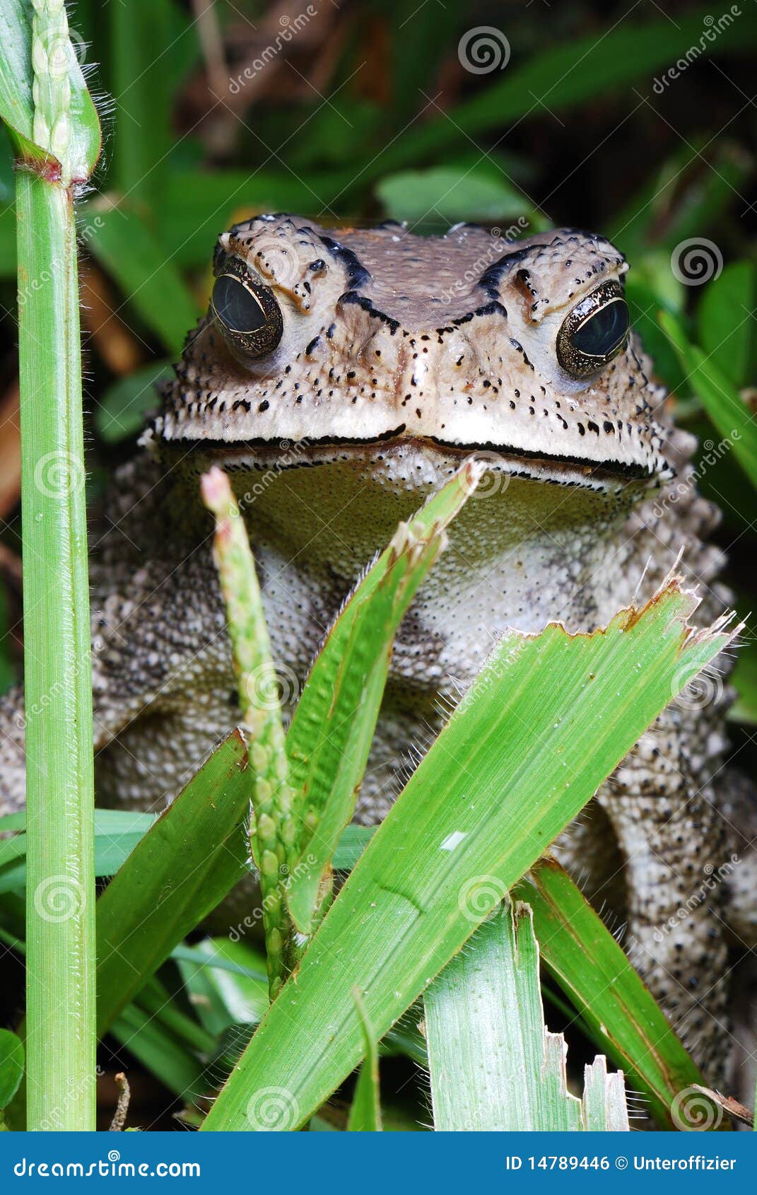 Grouchy Toad stock photo. Image of croak, land, reptile - 14789446