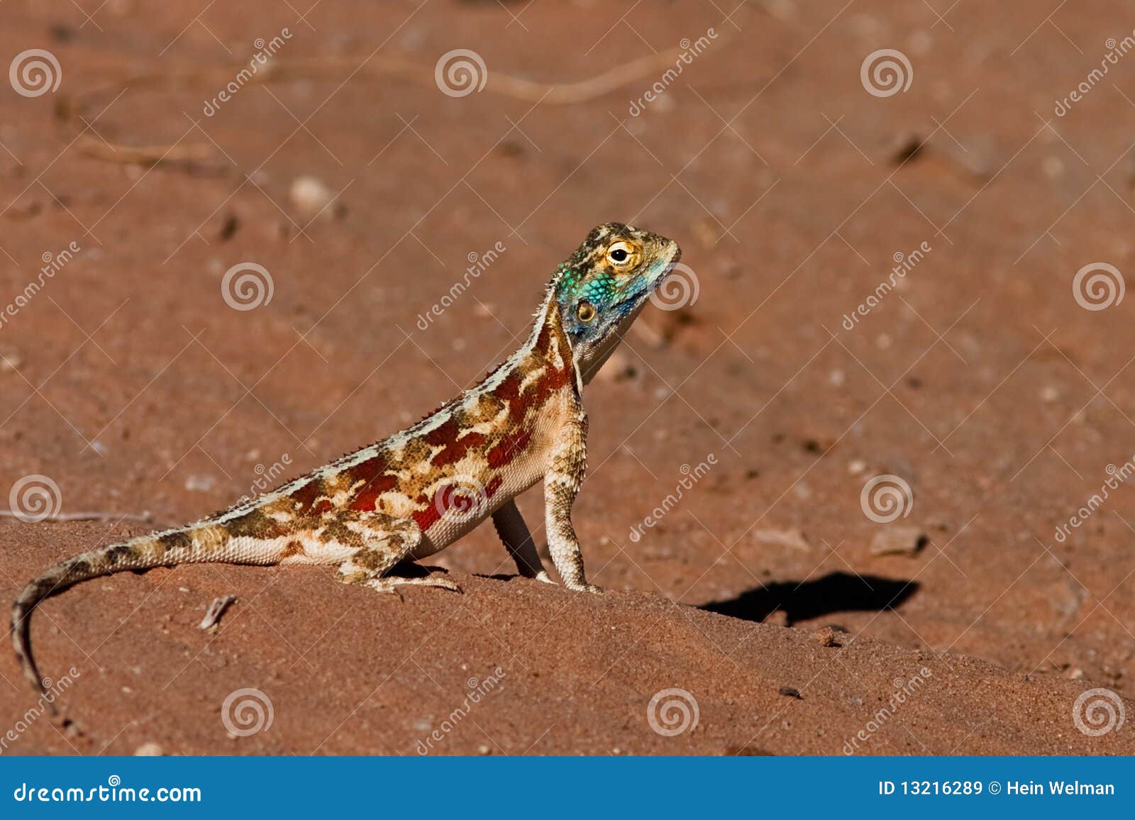 Ground Agama stock image. Image of heat, transfrontier - 13216289