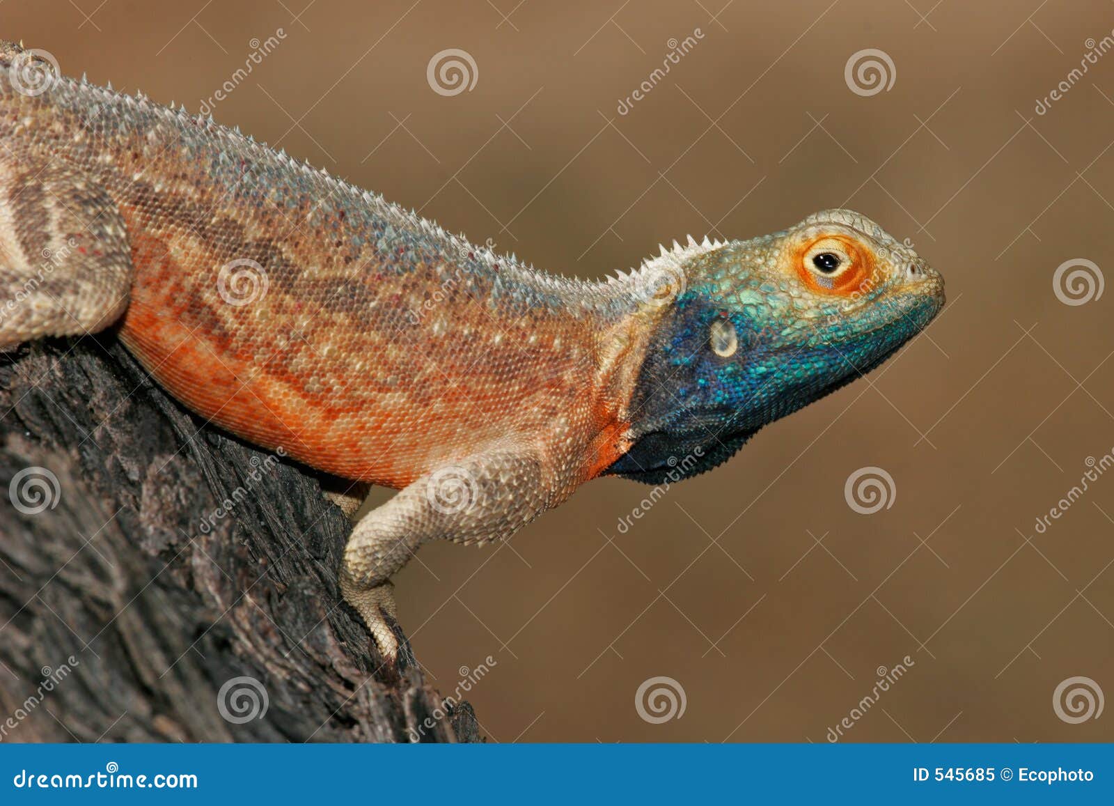 The Ground Agama Agama Aculeata Sitting On The Branch In Kalahari ...
