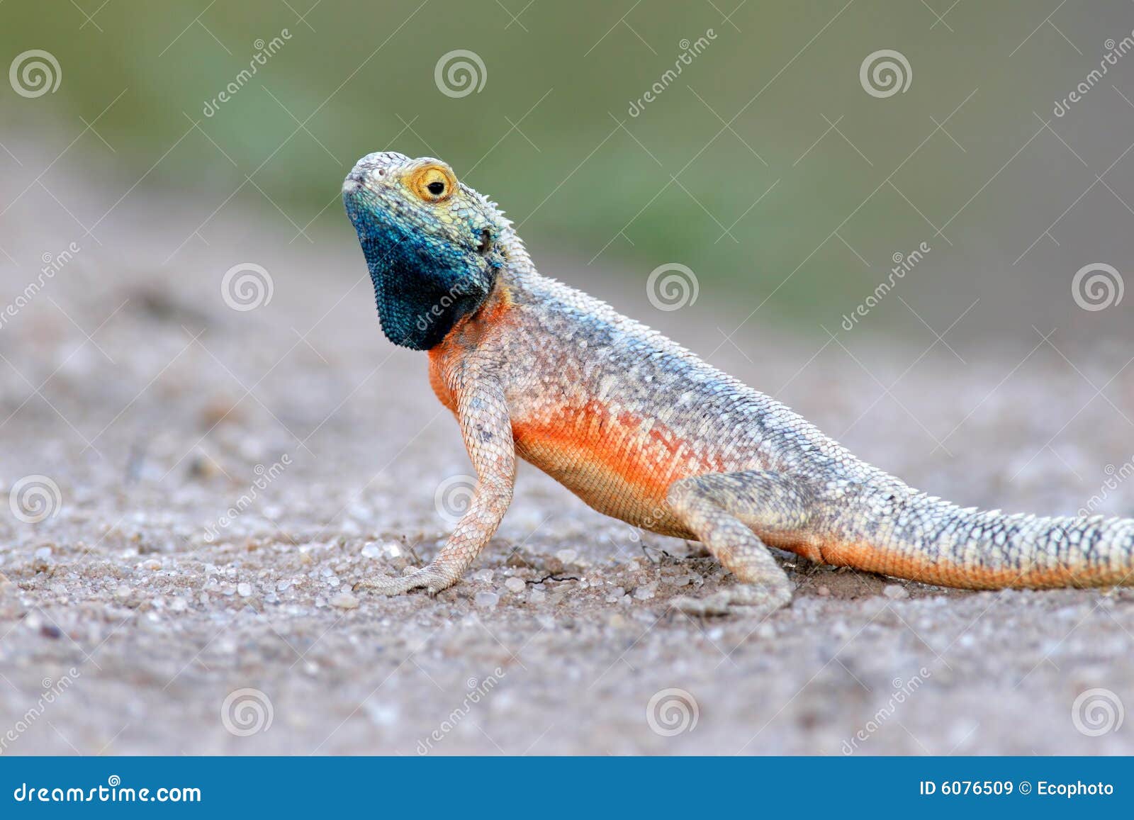 Ground agama stock image. Image of natural, close, courtship - 6076509