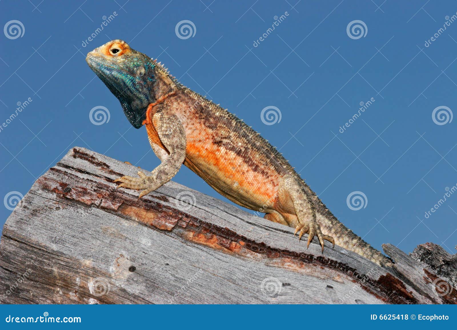 Ground agama stock photo. Image of desert, outdoor, africa - 6625418