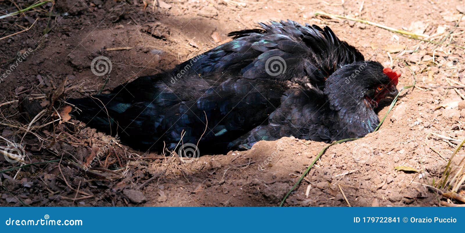 Ground bathing hen stock image. Image of laying, brown - 179722841