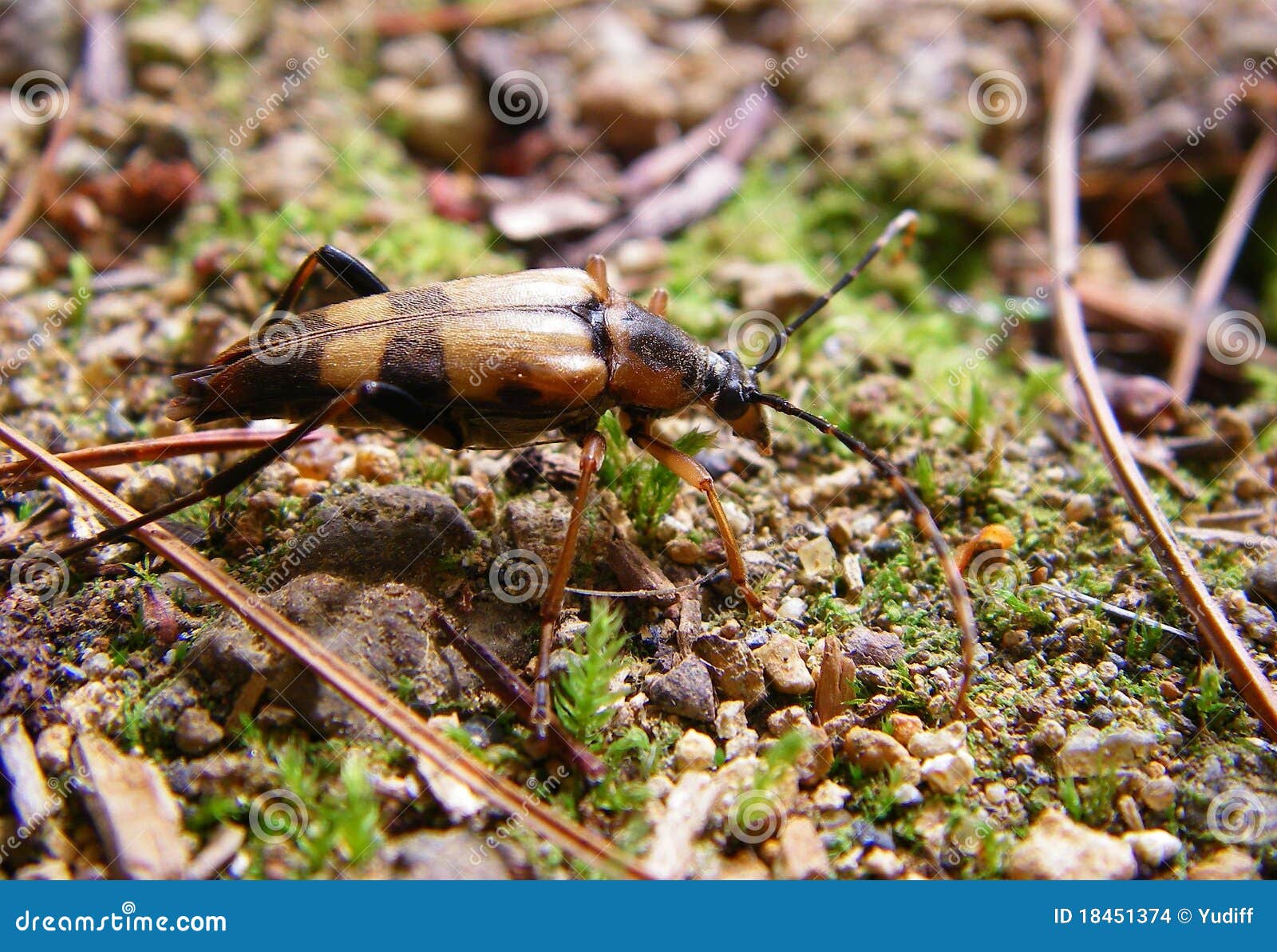 Ground beetle stock photo. Image of macro, detail, creature - 18451374