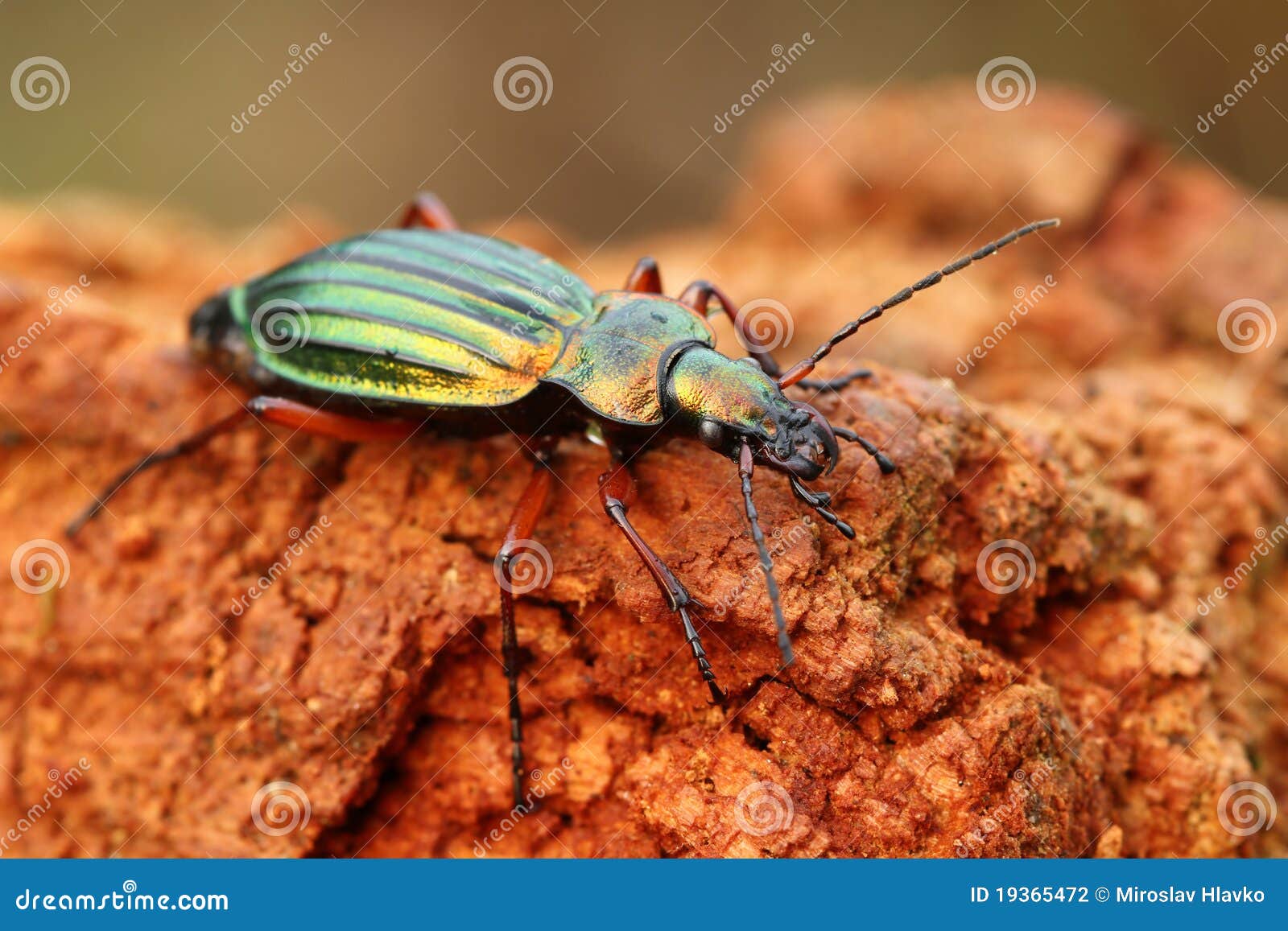 Ground-beetle stock photo. Image of ground, beetle, macro - 19365472