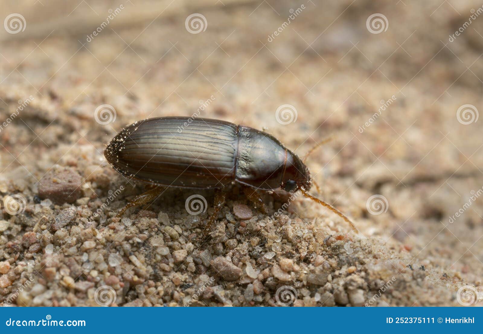 Ground Beetle, Amara Bifrons on Sand Stock Image - Image of bifrons ...