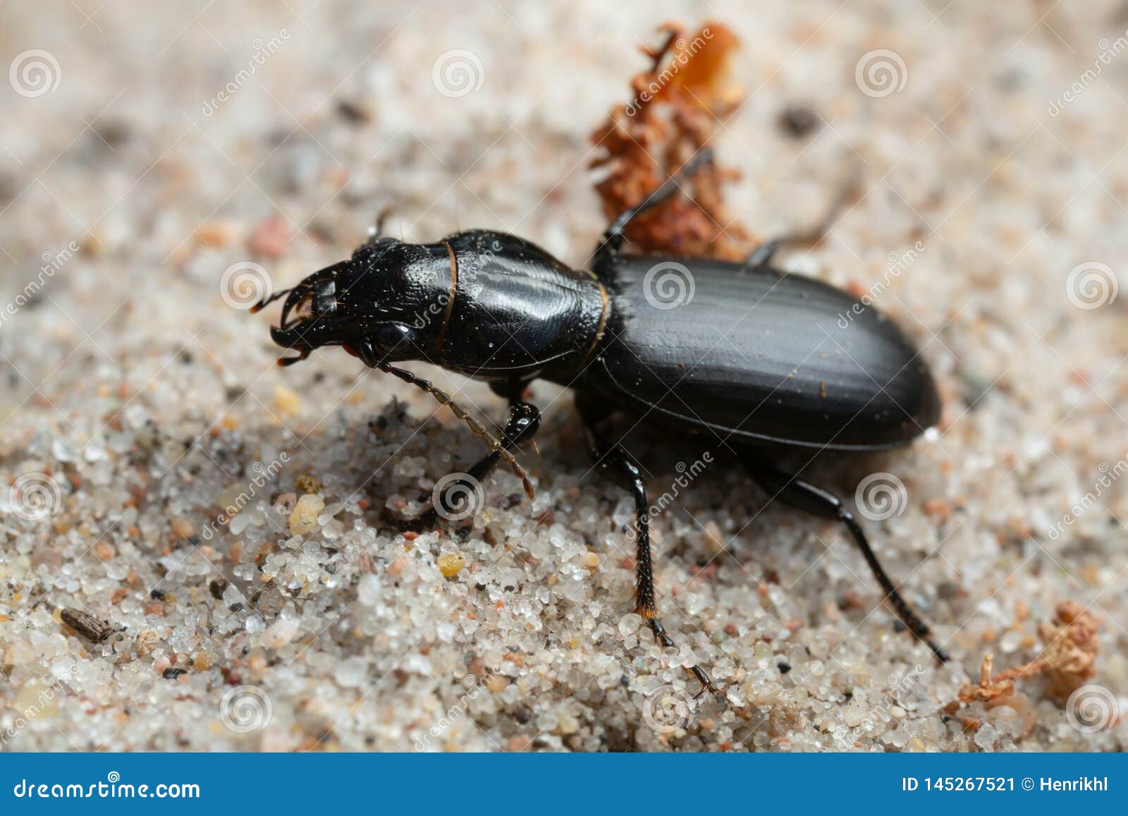 Ground Beetle Broscus Cephalotes on Sand Stock Image - Image of ...