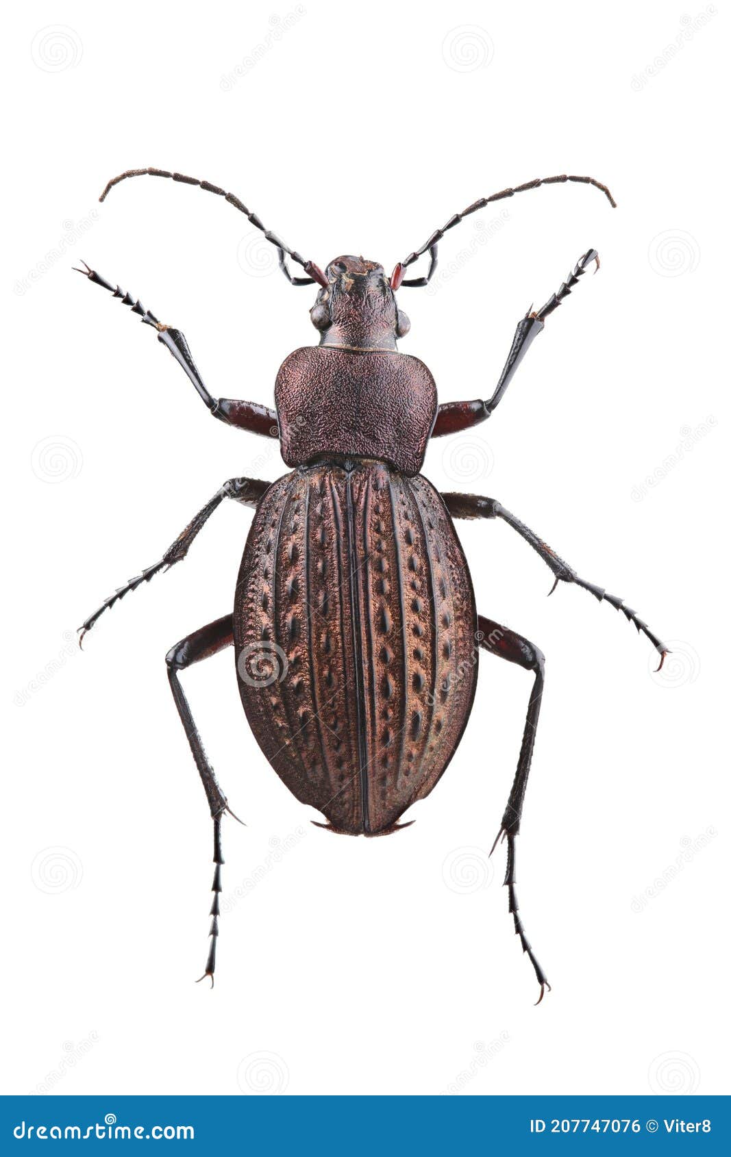 Ground Beetle Carabus Cancellatus Isolated on White Stock Photo - Image ...