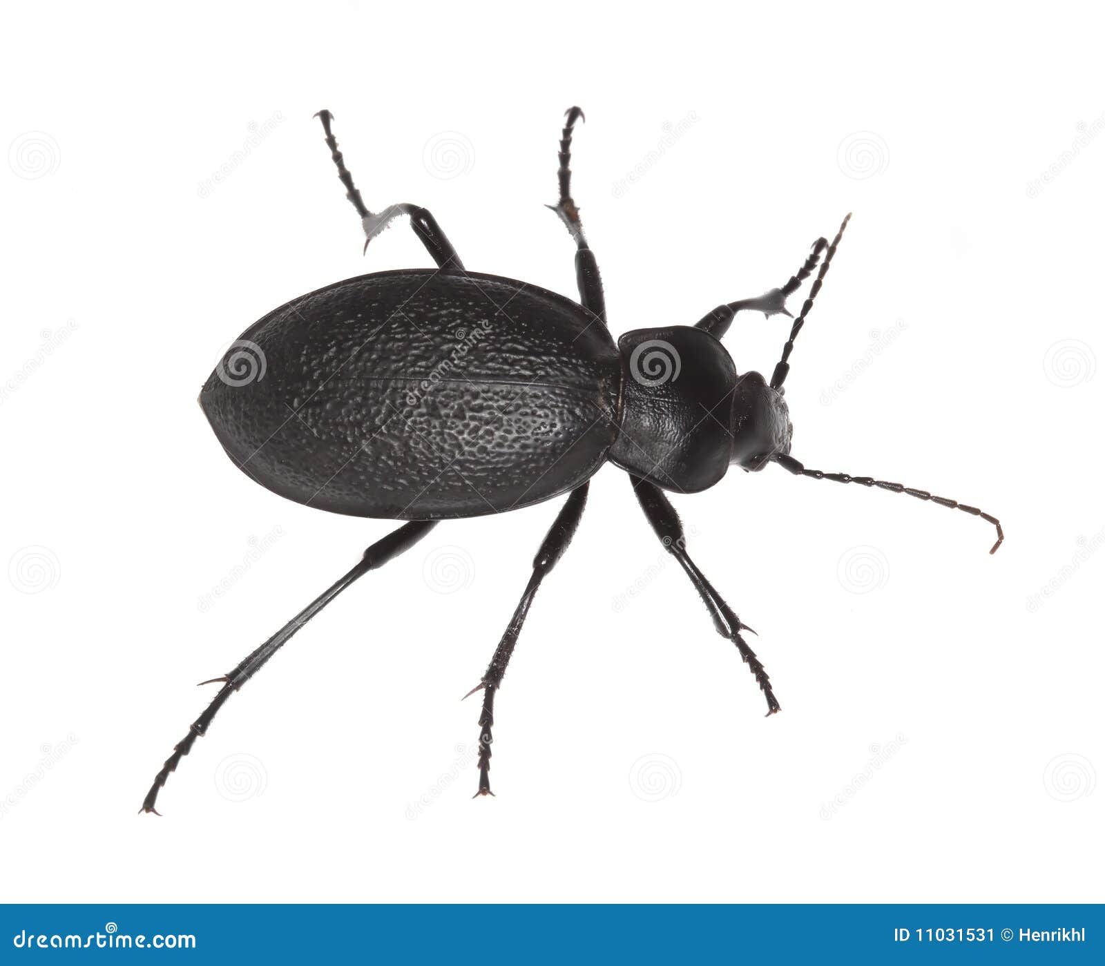Beetle Of Carabus Scabrosus Tauricus Stock Image | CartoonDealer.com ...