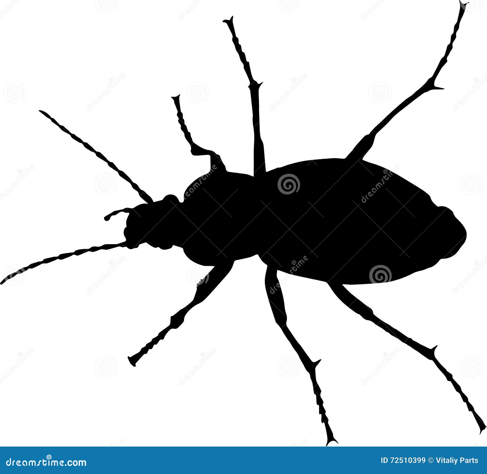 Ground Beetle (Carabus Granulatus) Stock Vector - Illustration of ...