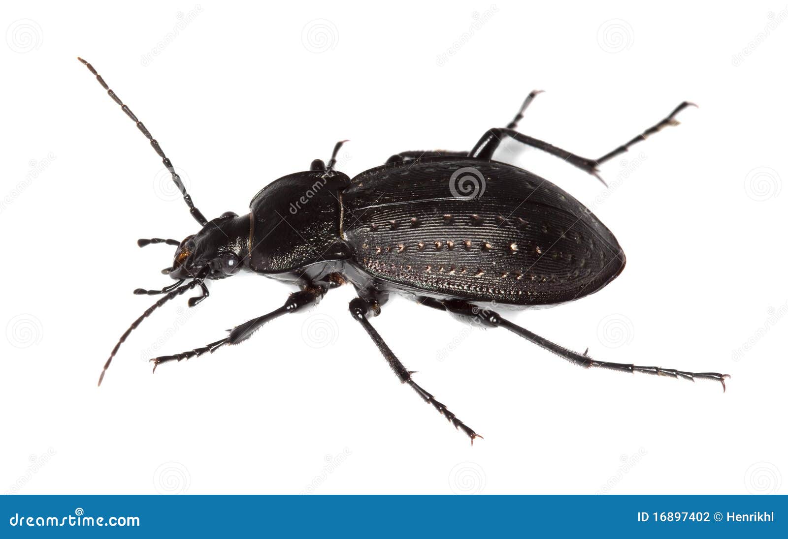 Ground Beetle (Carabus Hortensis) Stock Photo - Image of arthropoda ...