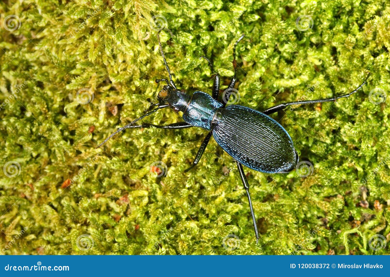 Ground Beetle Carabus Intricatus on Moss Stock Photo - Image of case ...