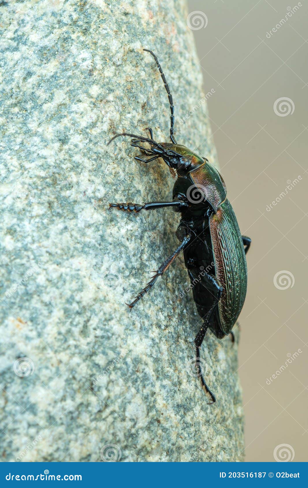 A Ground Beetle - Carabus Monilis Stock Image - Image of ground, macro ...