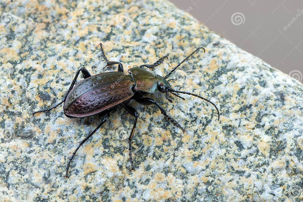 A Ground Beetle - Carabus Monilis Stock Image - Image of isolated ...