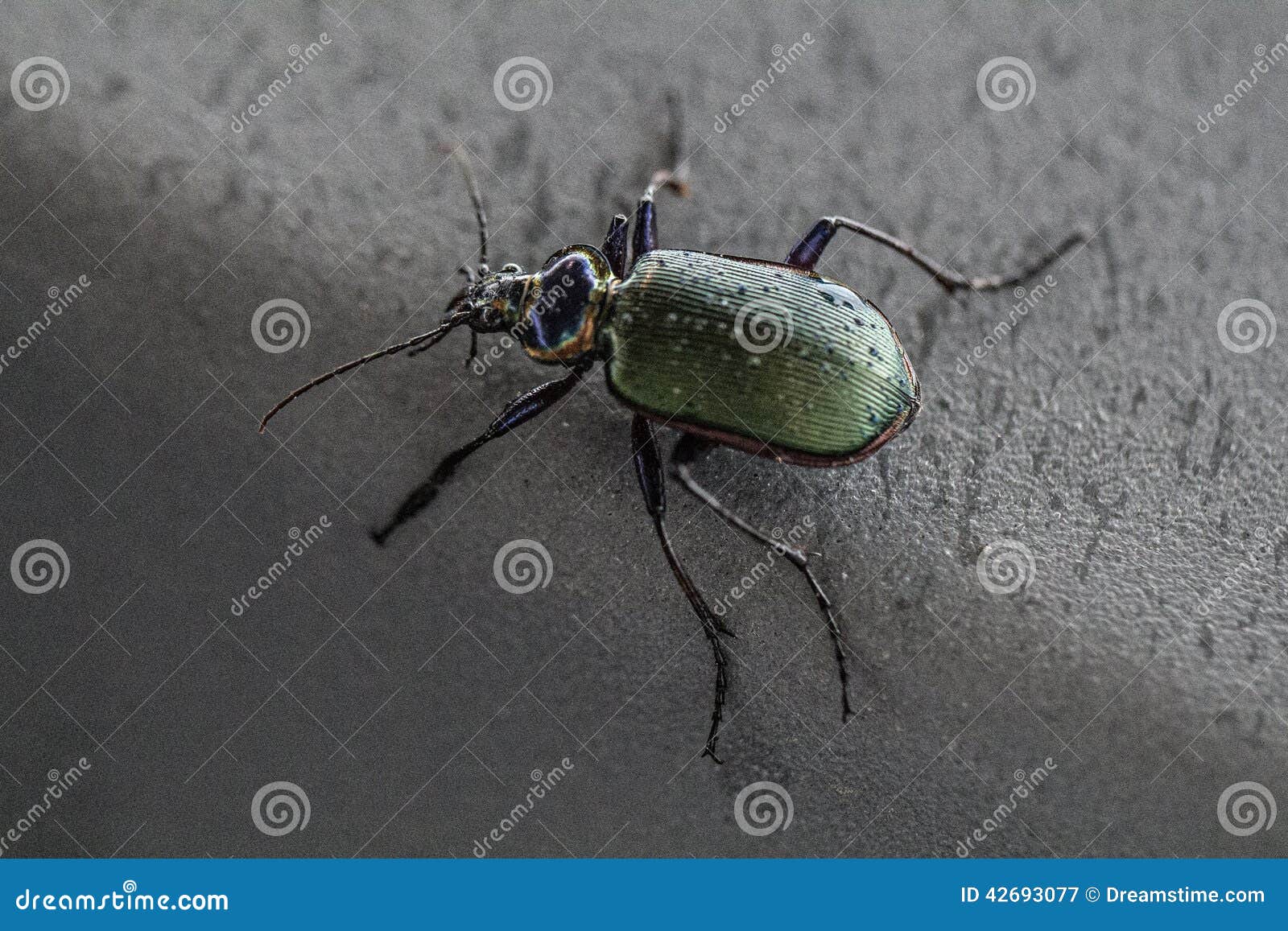 Ground Beetle stock image. Image of green, beetle, moisture - 42693077