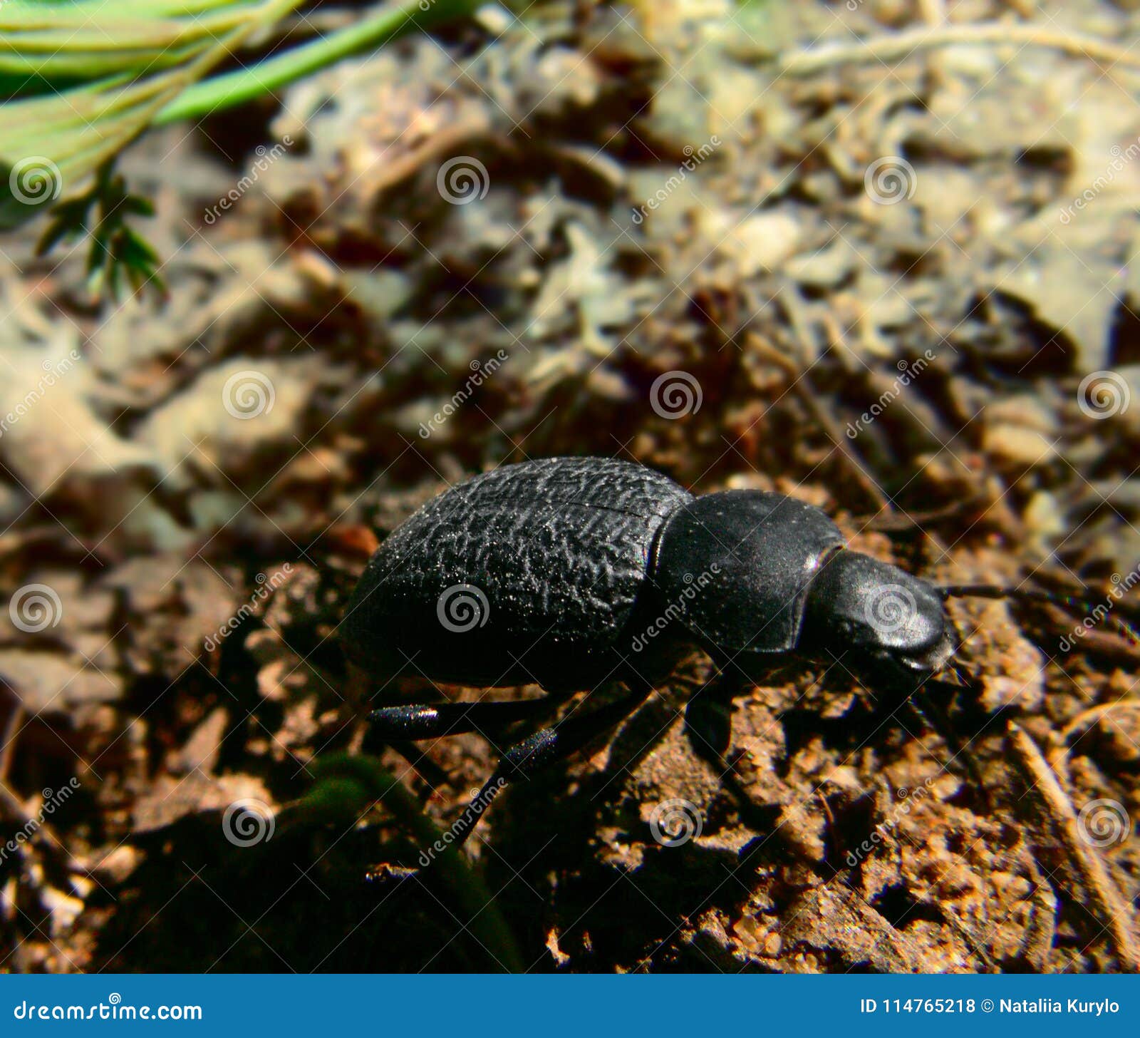 Ground Beetle Crawls on the Ground. Stock Photo - Image of arthropod ...