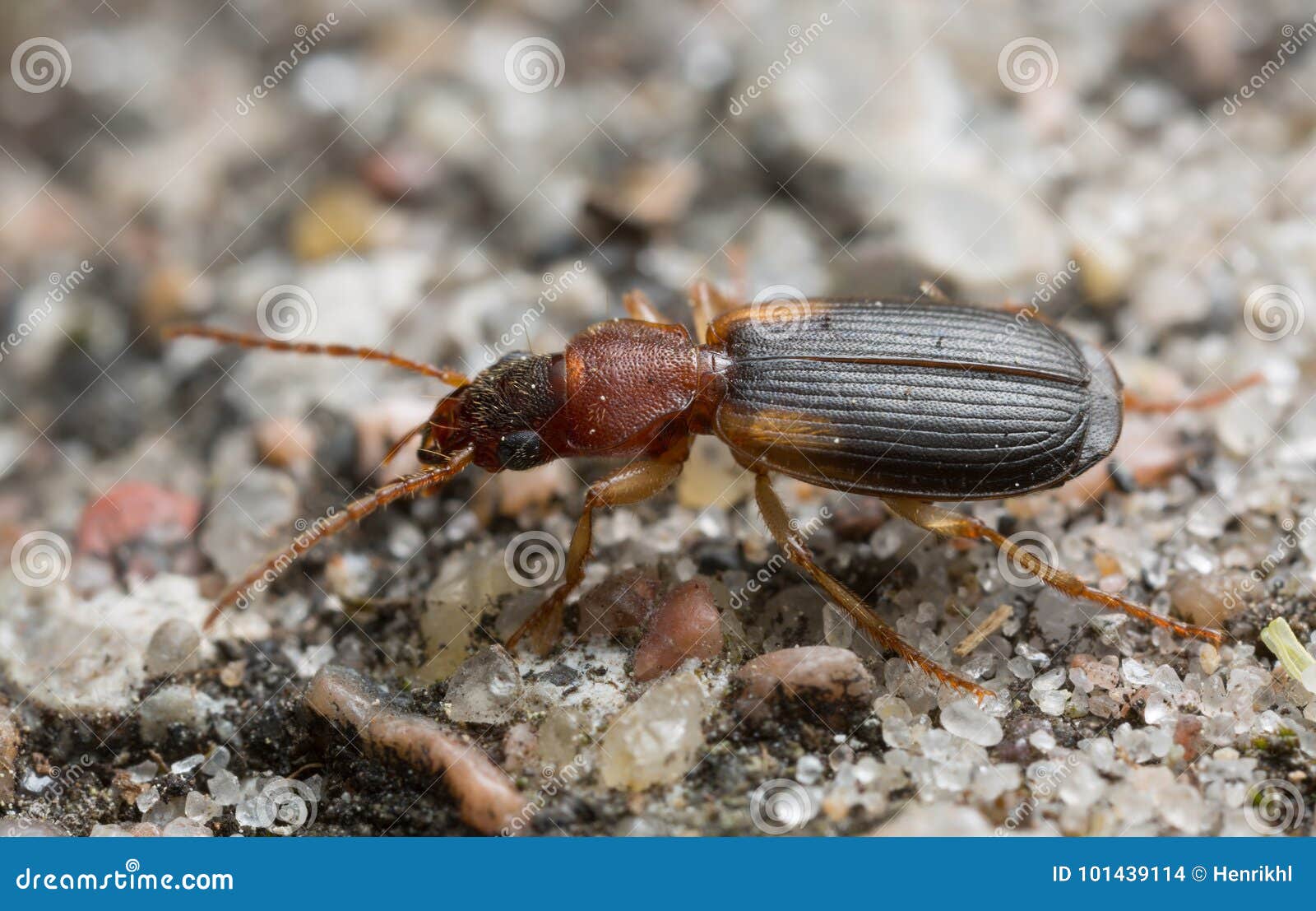 Angularis Photographed Stock Photos - Free & Royalty-Free Stock Photos ...