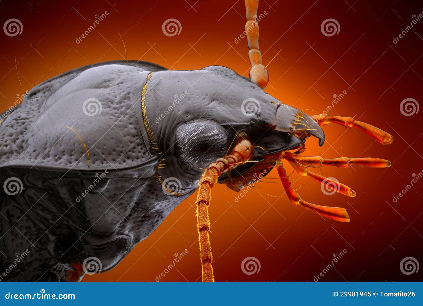 Ground beetle stock image. Image of horn, colorful, mandible - 29981945