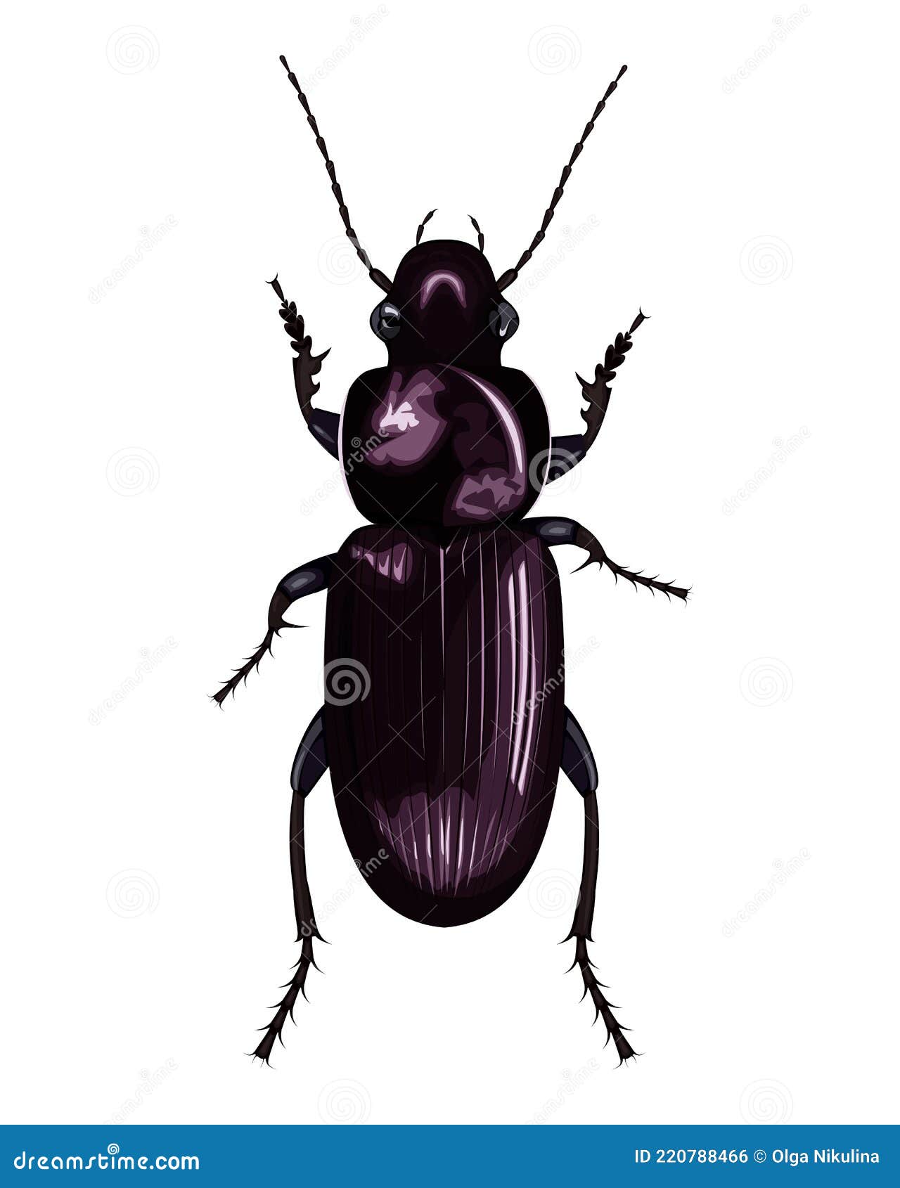Ground Beetle. Colorful Vector Drawing Of Big Blue Beetle ...