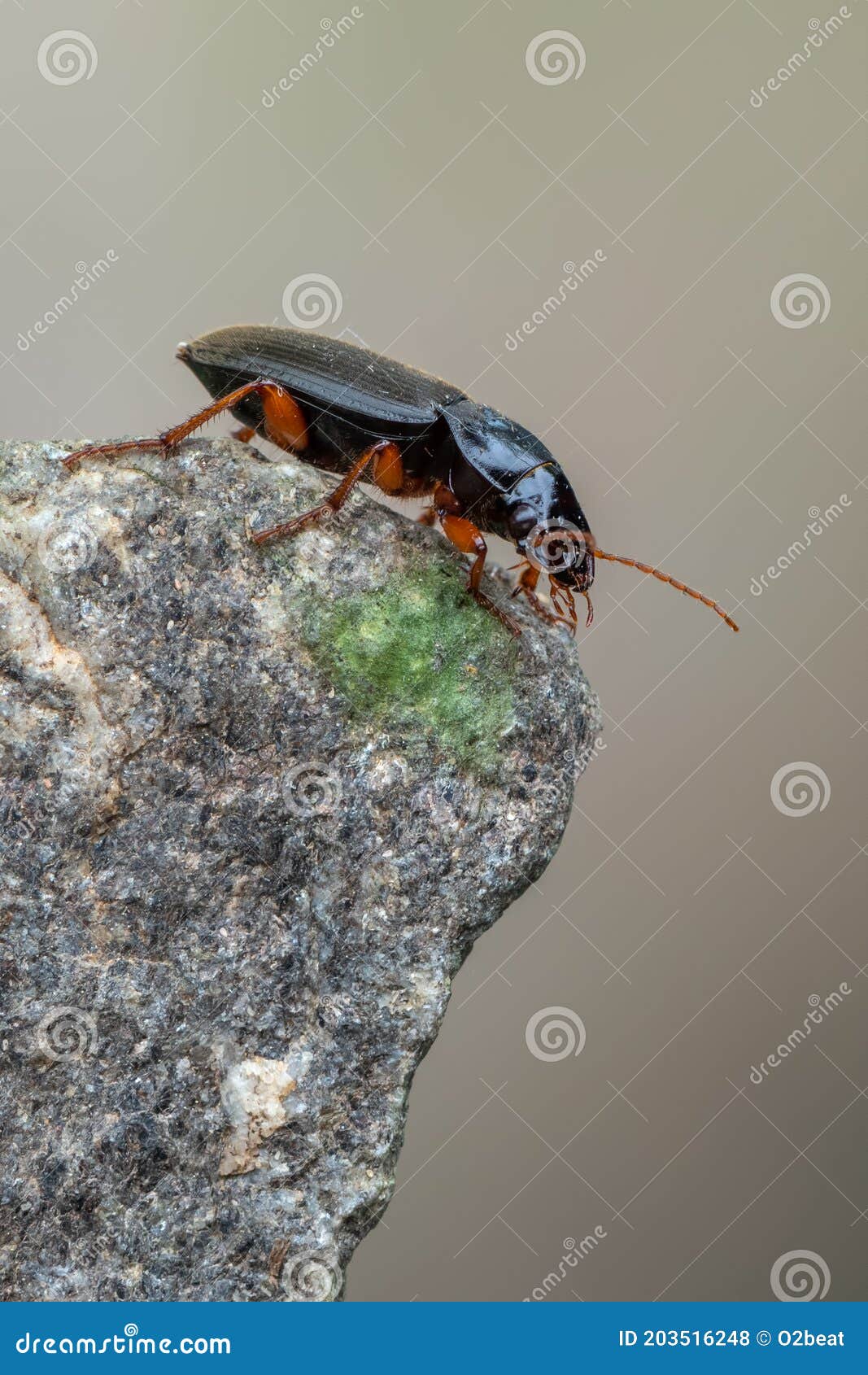 A Ground Beetle - Pseudoophonus Rufipes Stock Photo - Image of ground ...