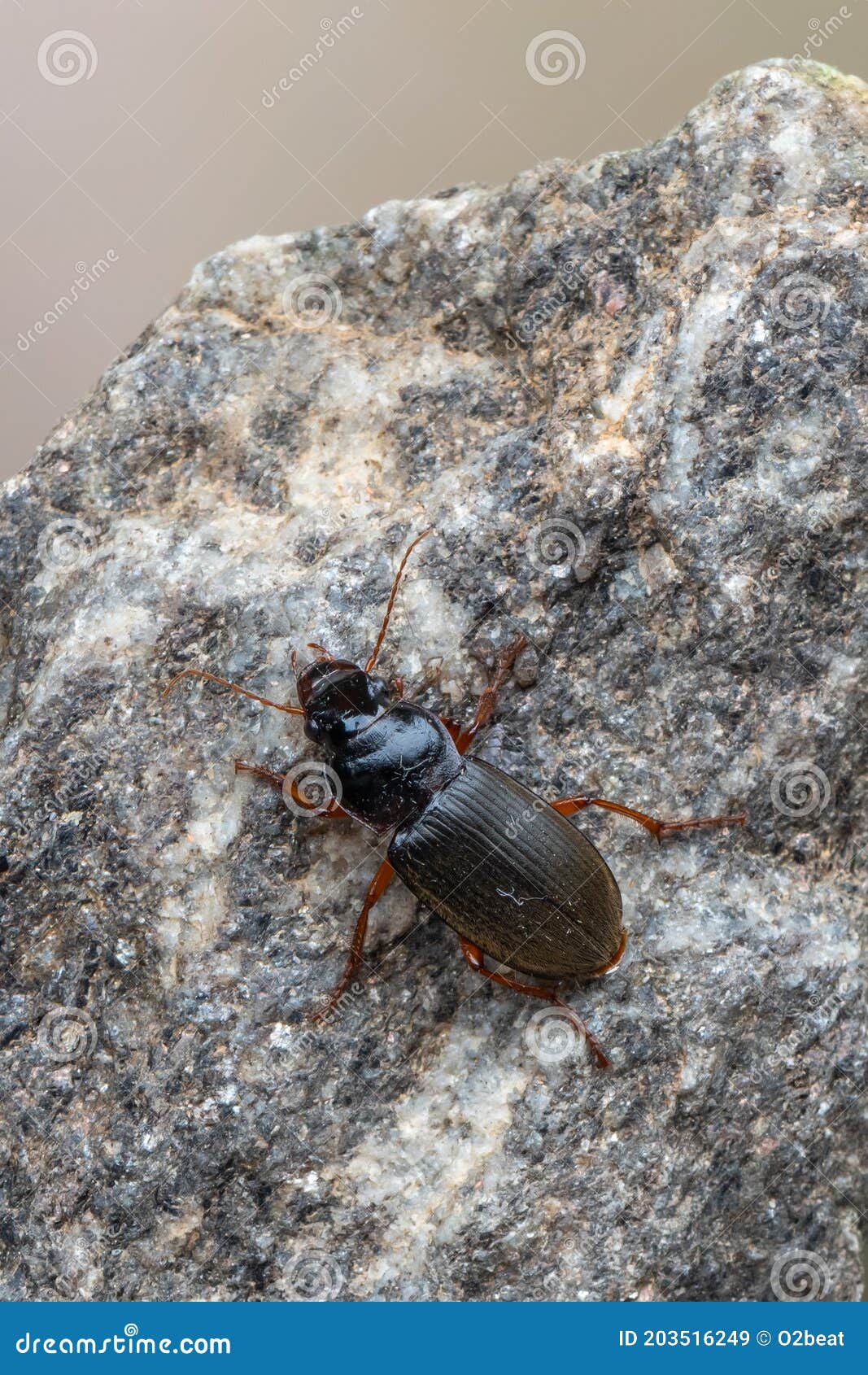 A Ground Beetle - Pseudoophonus Rufipes Stock Image - Image of closeup ...