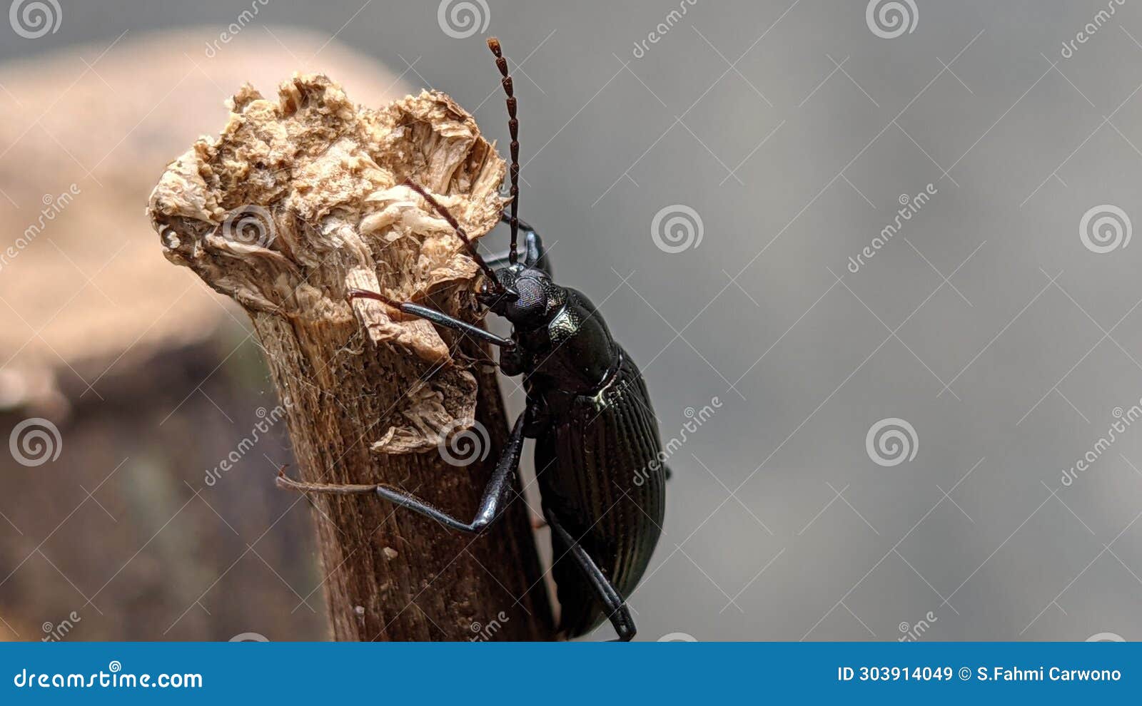 Ground Beetles that Land on Dry Leaves Stock Image - Image of animal ...