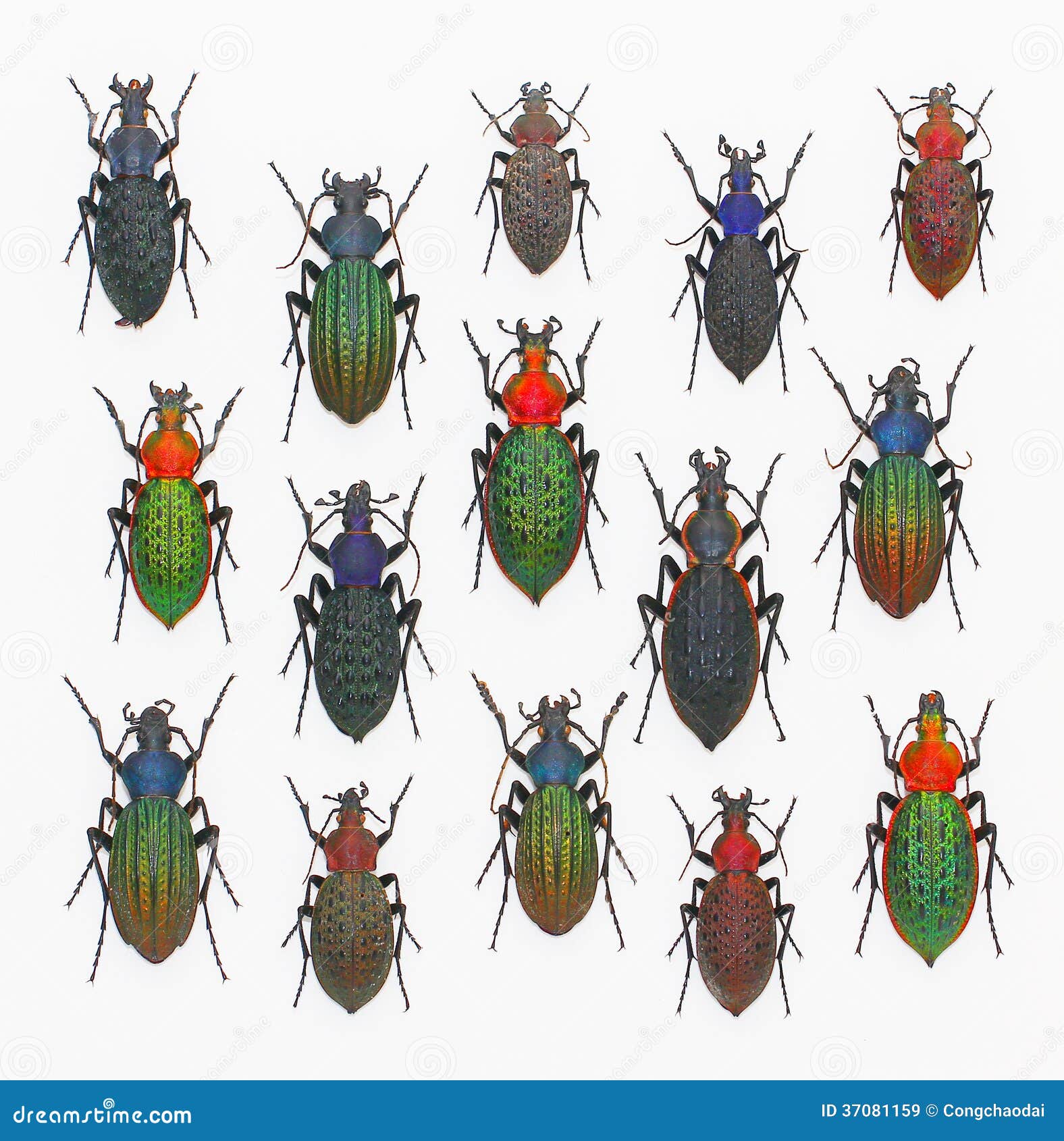 Ground Beetles in White Background Stock Image - Image of array, forest ...