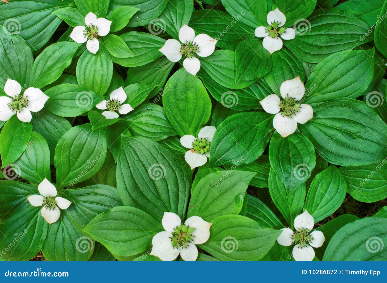 Ground Bunchberry stock photo. Image of seasonal, flower - 10286872