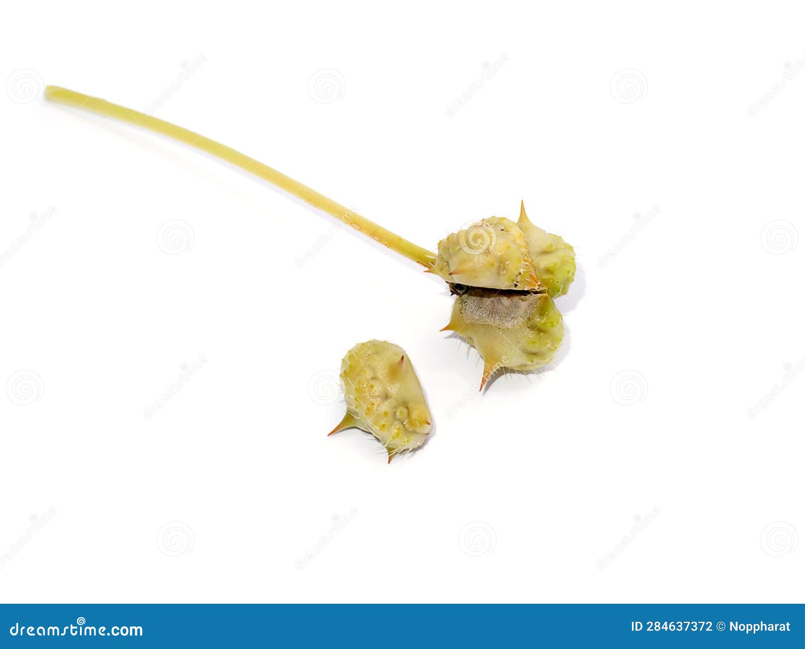 Ground Bur-nut stock photo. Image of herb, fruit, devils - 284637372
