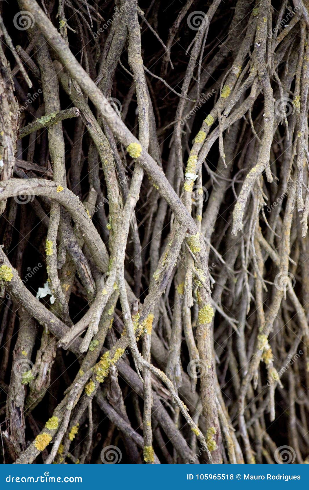 Ground bush branches stock photo. Image of ground, texture - 105965518