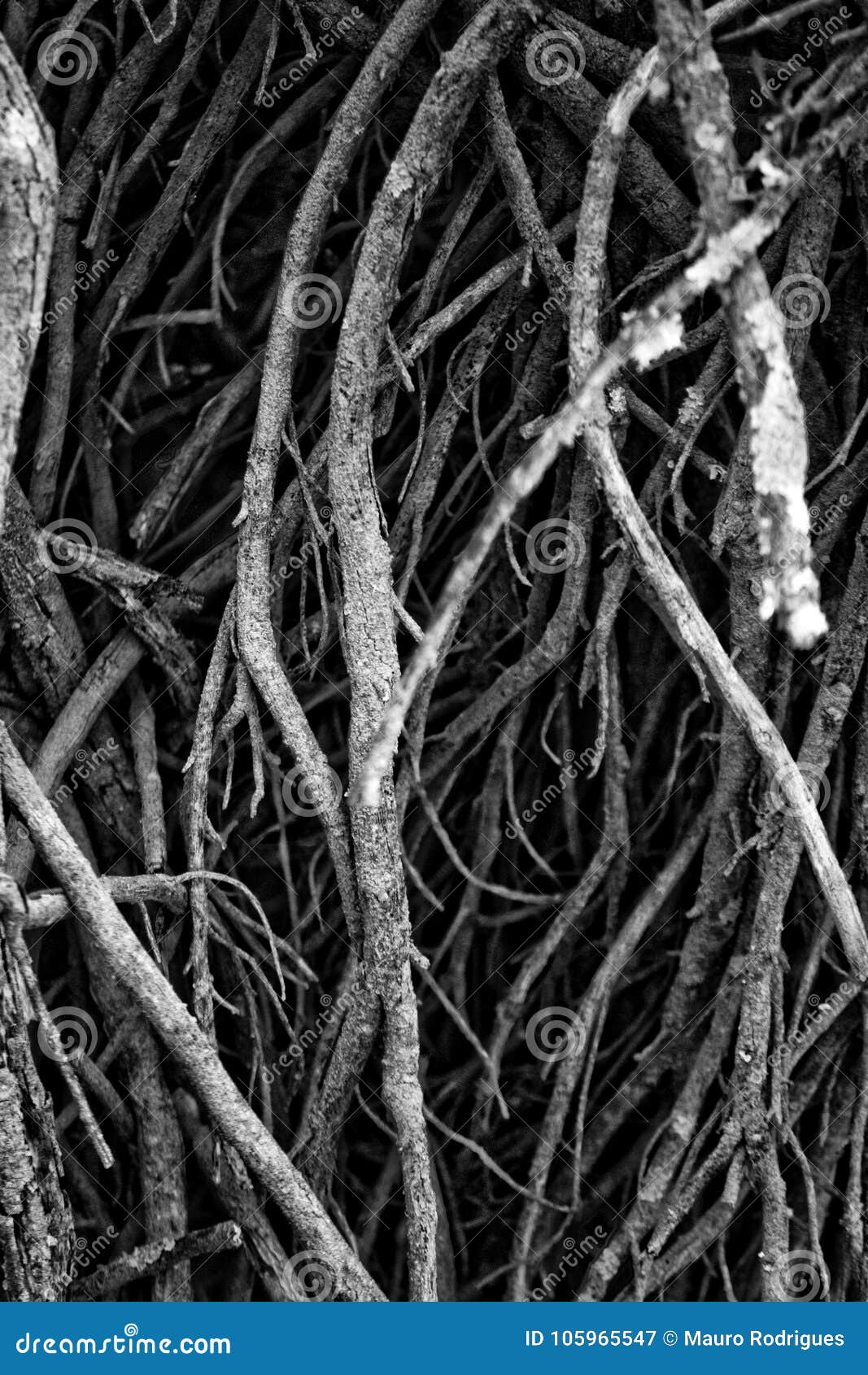 Ground bush branches stock image. Image of wood, forest - 105965547