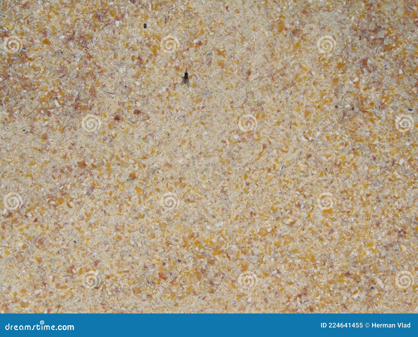 Ground Corn at Farm in Maramures Stock Image - Image of farm, food ...