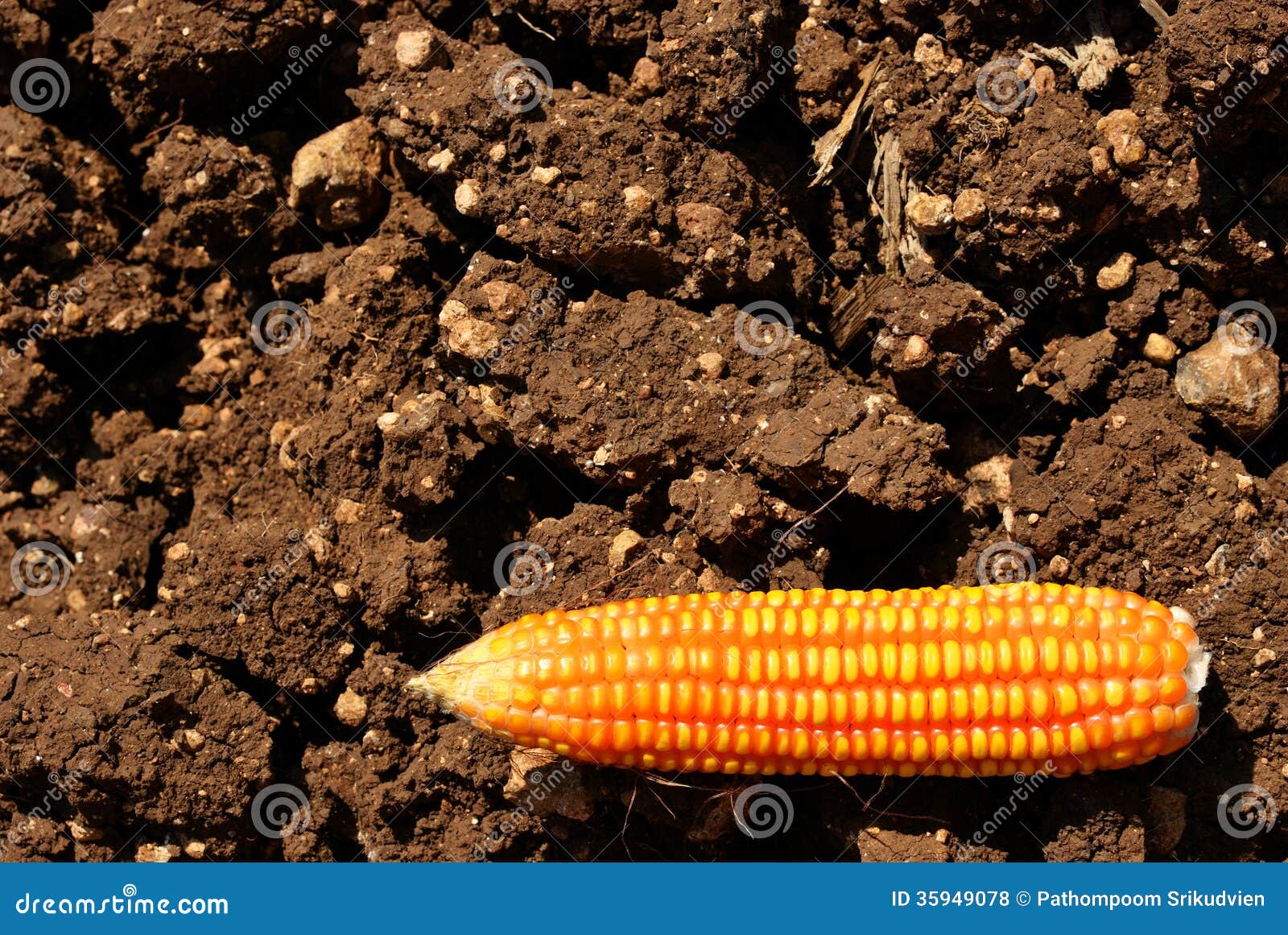 On the ground stock photo. Image of leaf, agriculture - 35949078