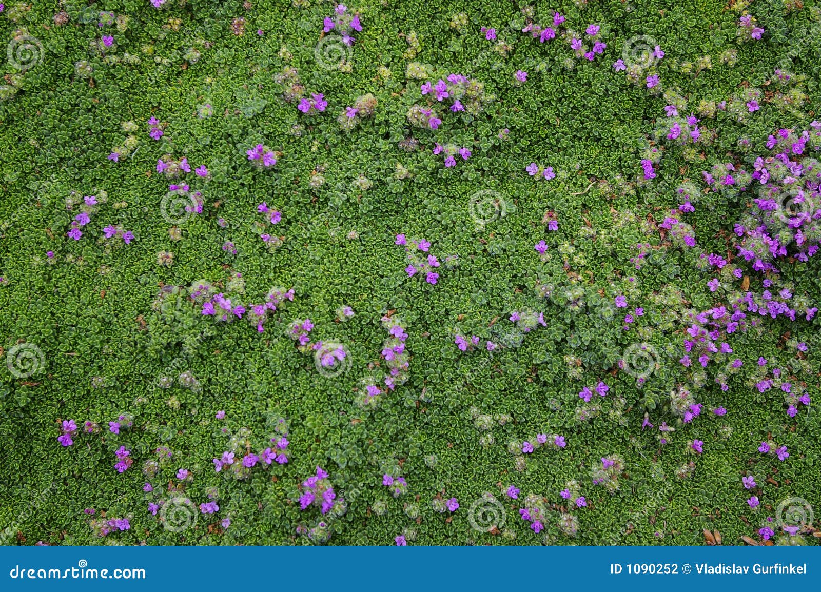 Ground cover stock photo. Image of background, fine, beautiful - 1090252